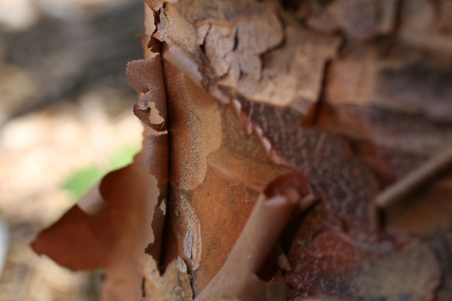 Paperbark Maple, Acer griseum, Monrovia Plant