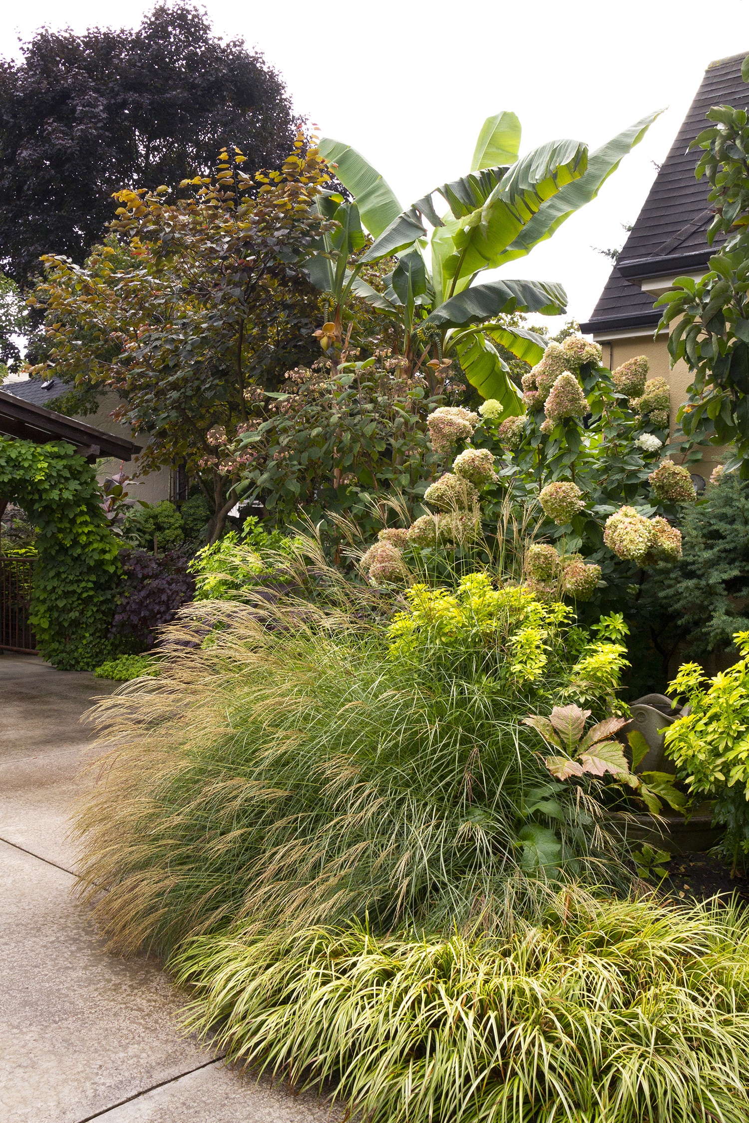 Maiden Grass, Miscanthus sinensis 'Gracillimus', Monrovia Plant