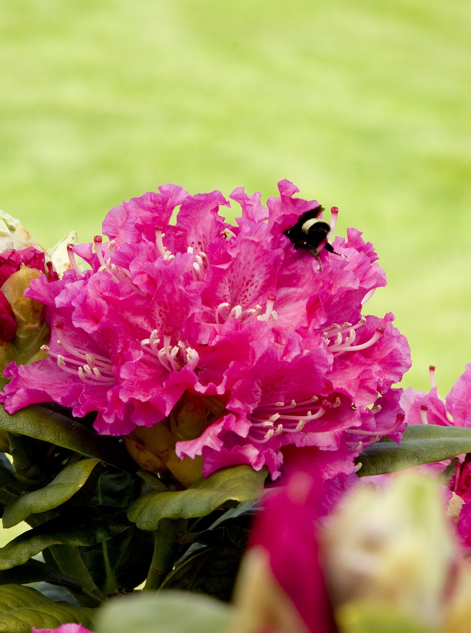 Rocket Rhododendron, Rhododendron x 'Rocket' (H-2), Monrovia Plant