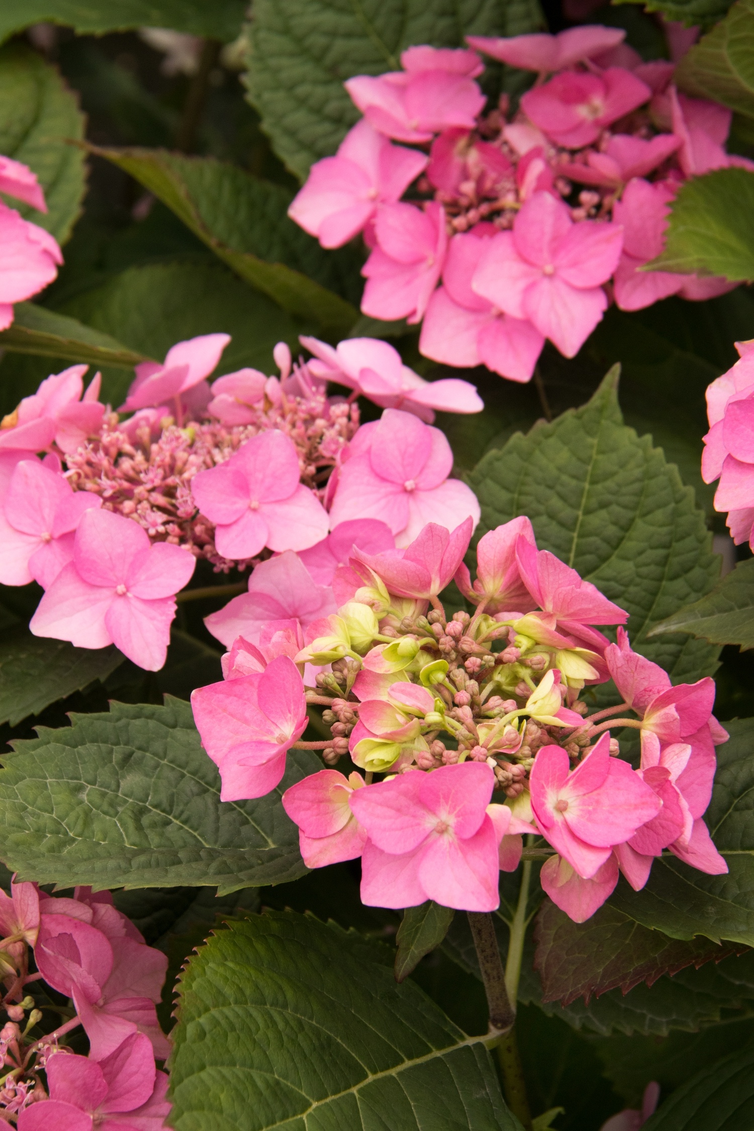 Seaside Serenade® Outer Banks Hydrangea, Monrovia Plant