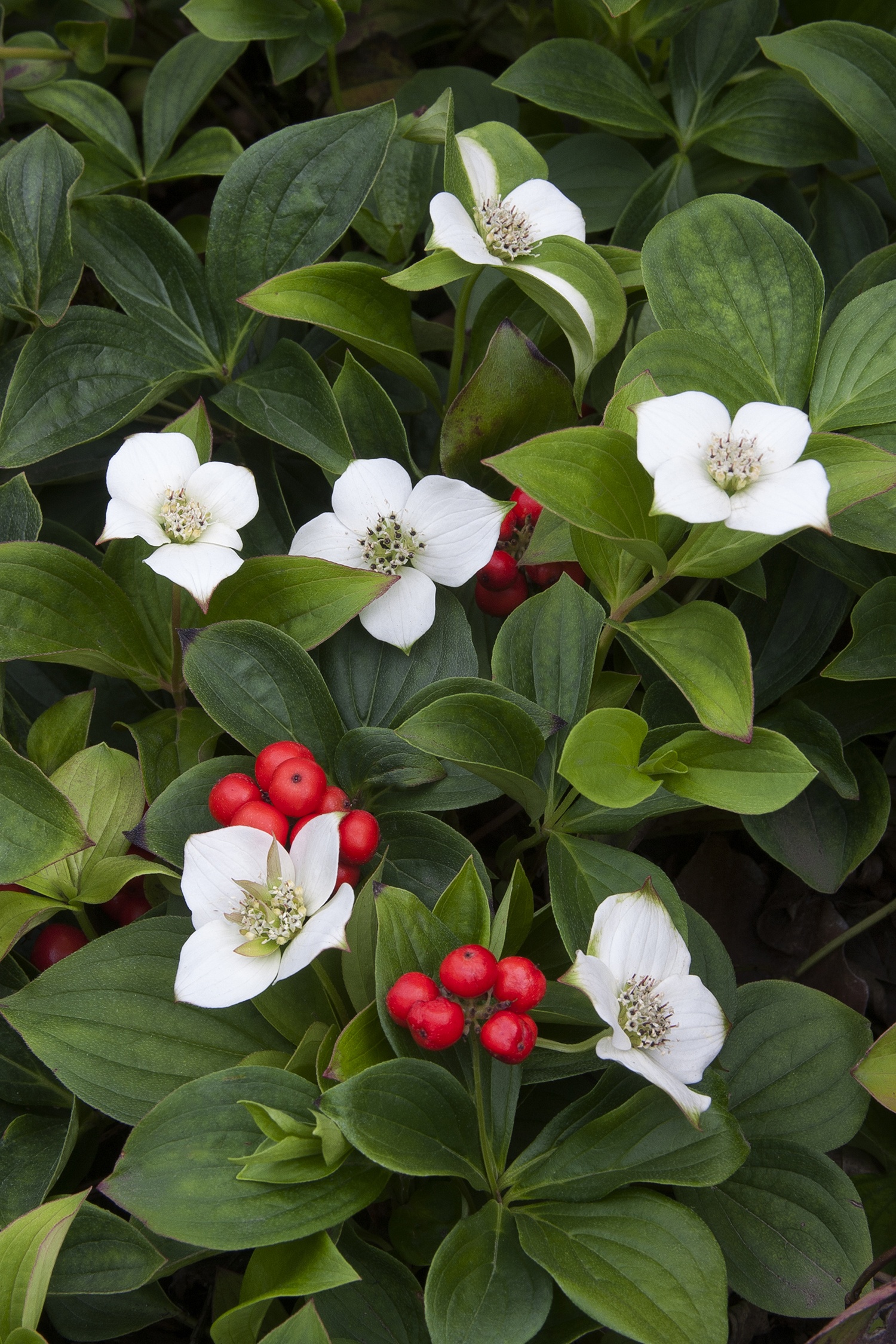 Bunchberry, Cornus canadensis, Monrovia Plant