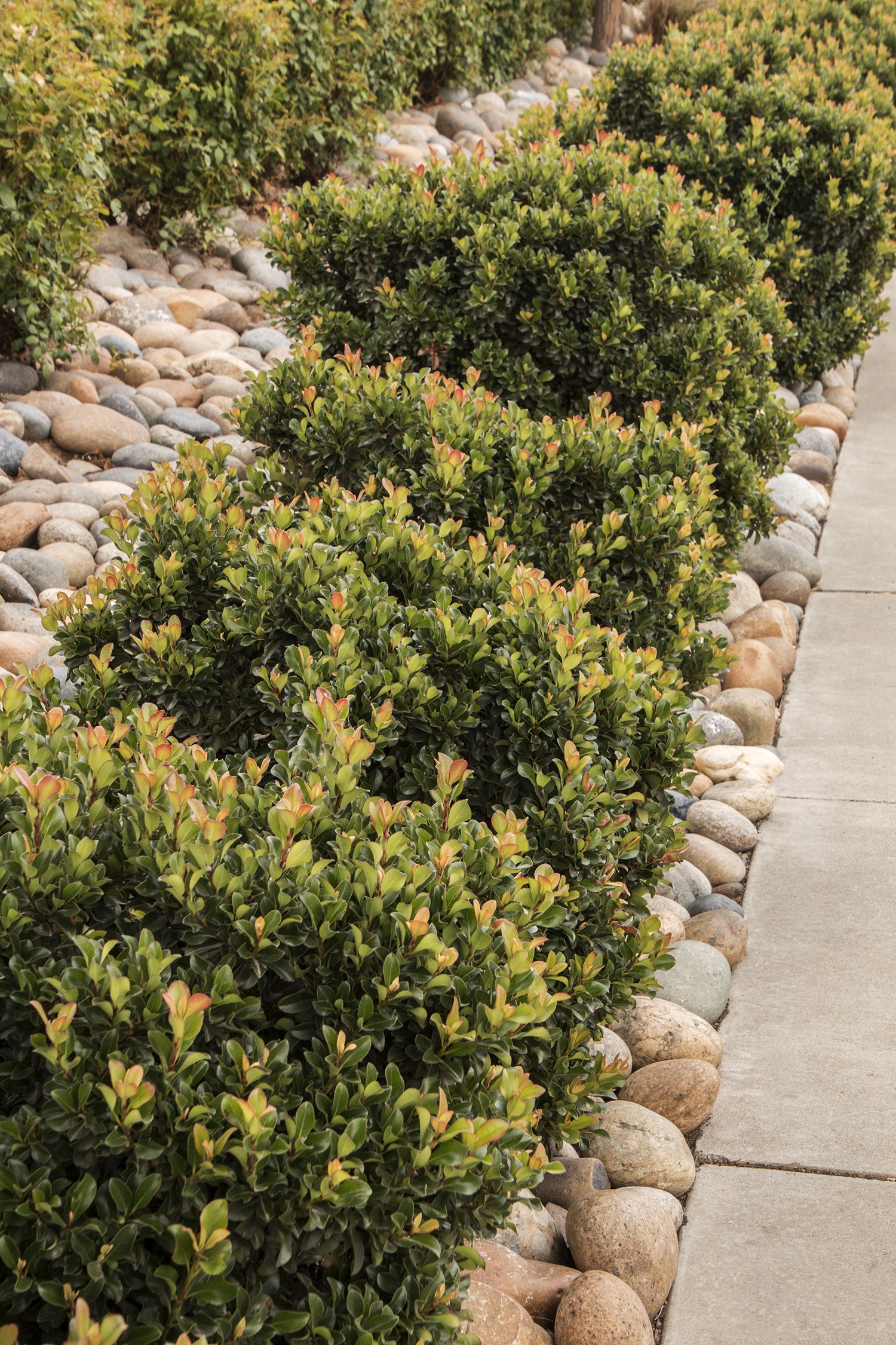 Dwarf Yedda Hawthorn, Rhaphiolepis umbellata 'Minor', Monrovia Plant