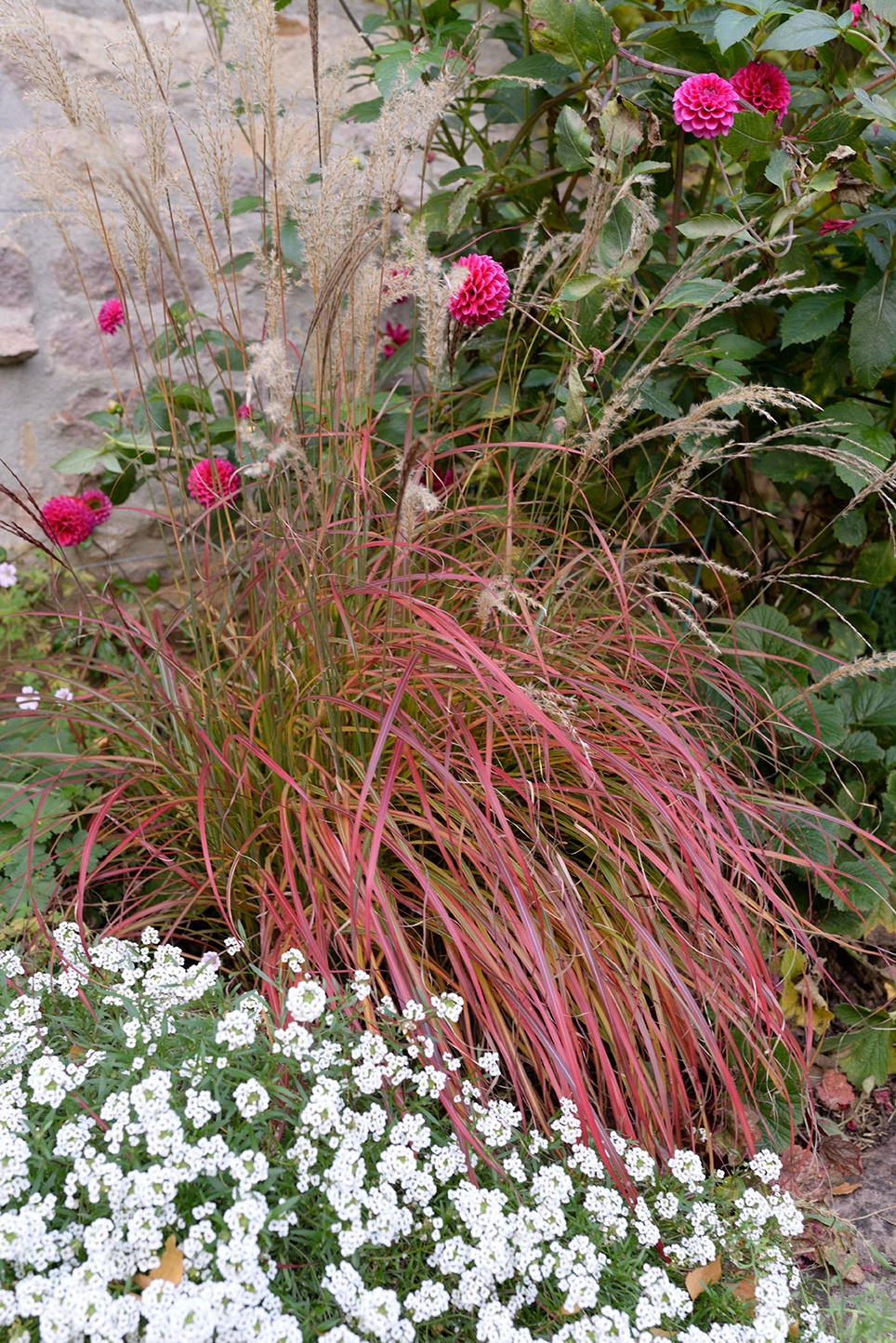 Little Miss Maiden Grass, Miscanthus sinensis 'Little Miss' PP #28,849