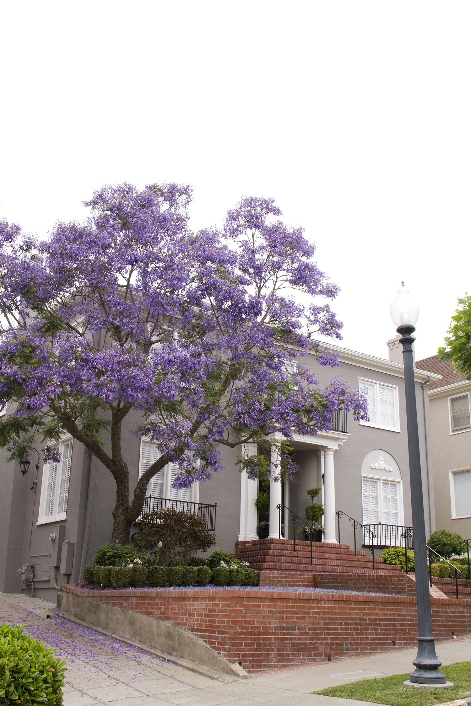 Jacaranda, Jacaranda mimosifolia, Monrovia Plant