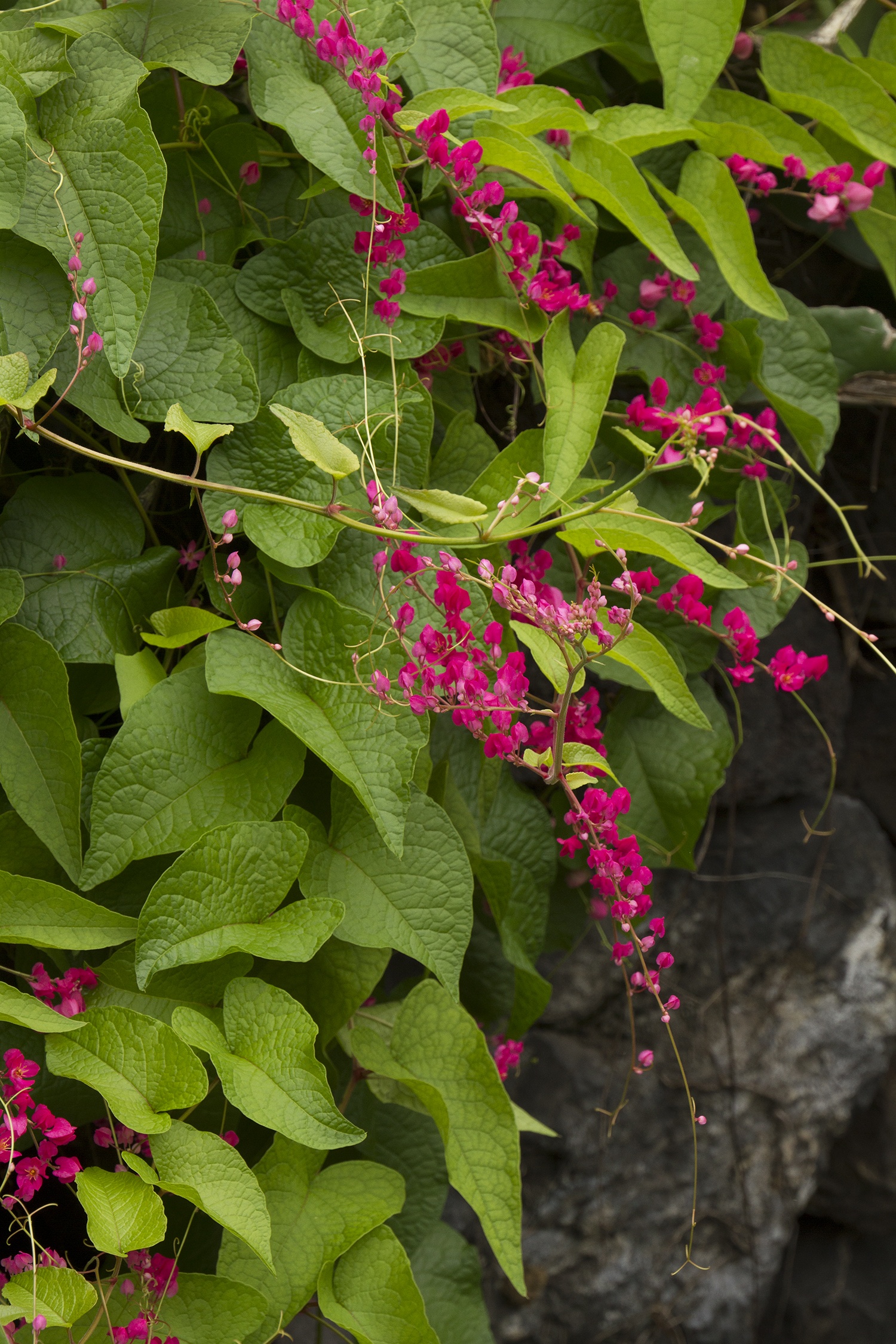 Coral Vine, Antigonon leptopus, Monrovia Plant