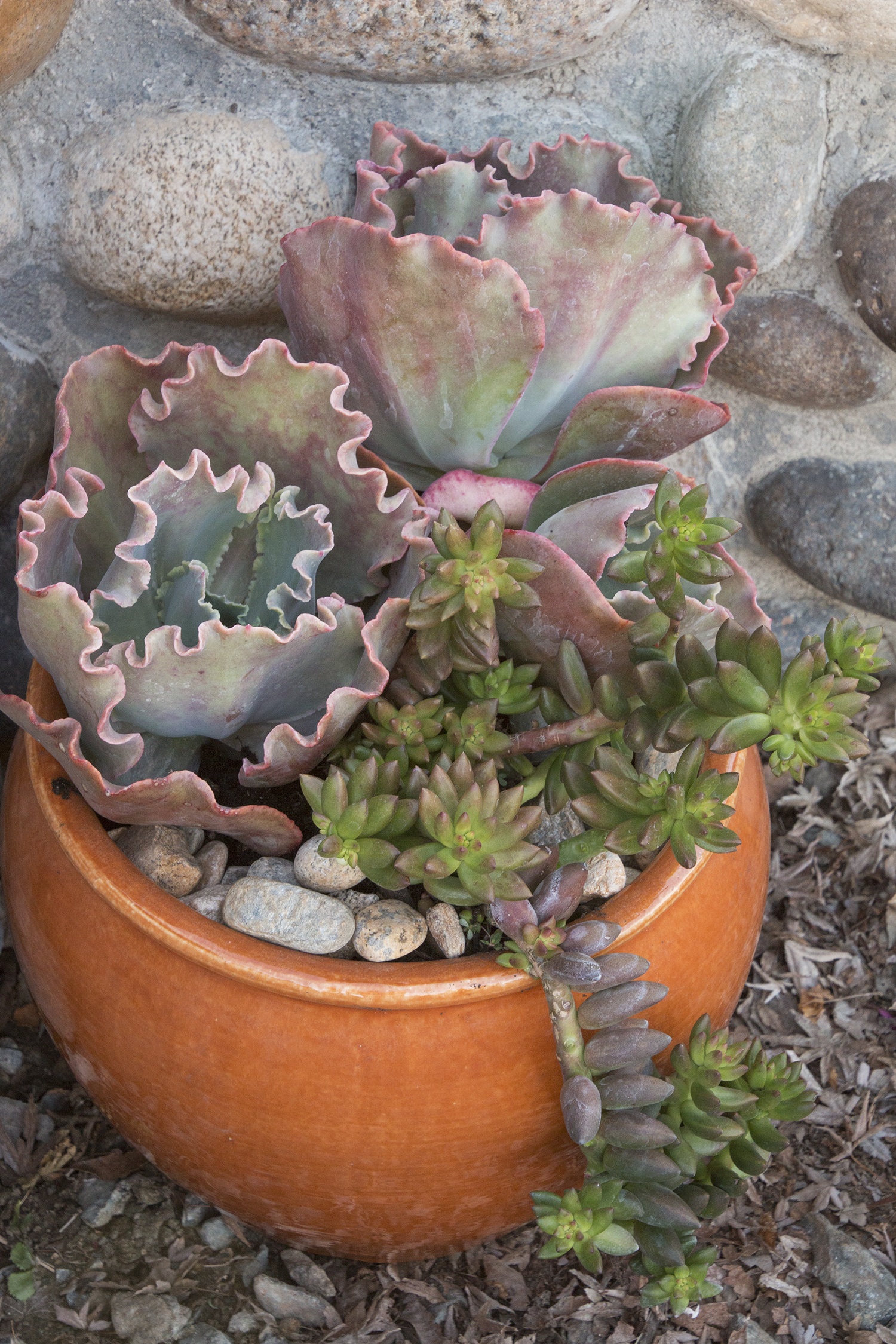Ruffled Red Echeveria, Echeveria 'Ruffled Red', Monrovia Plant