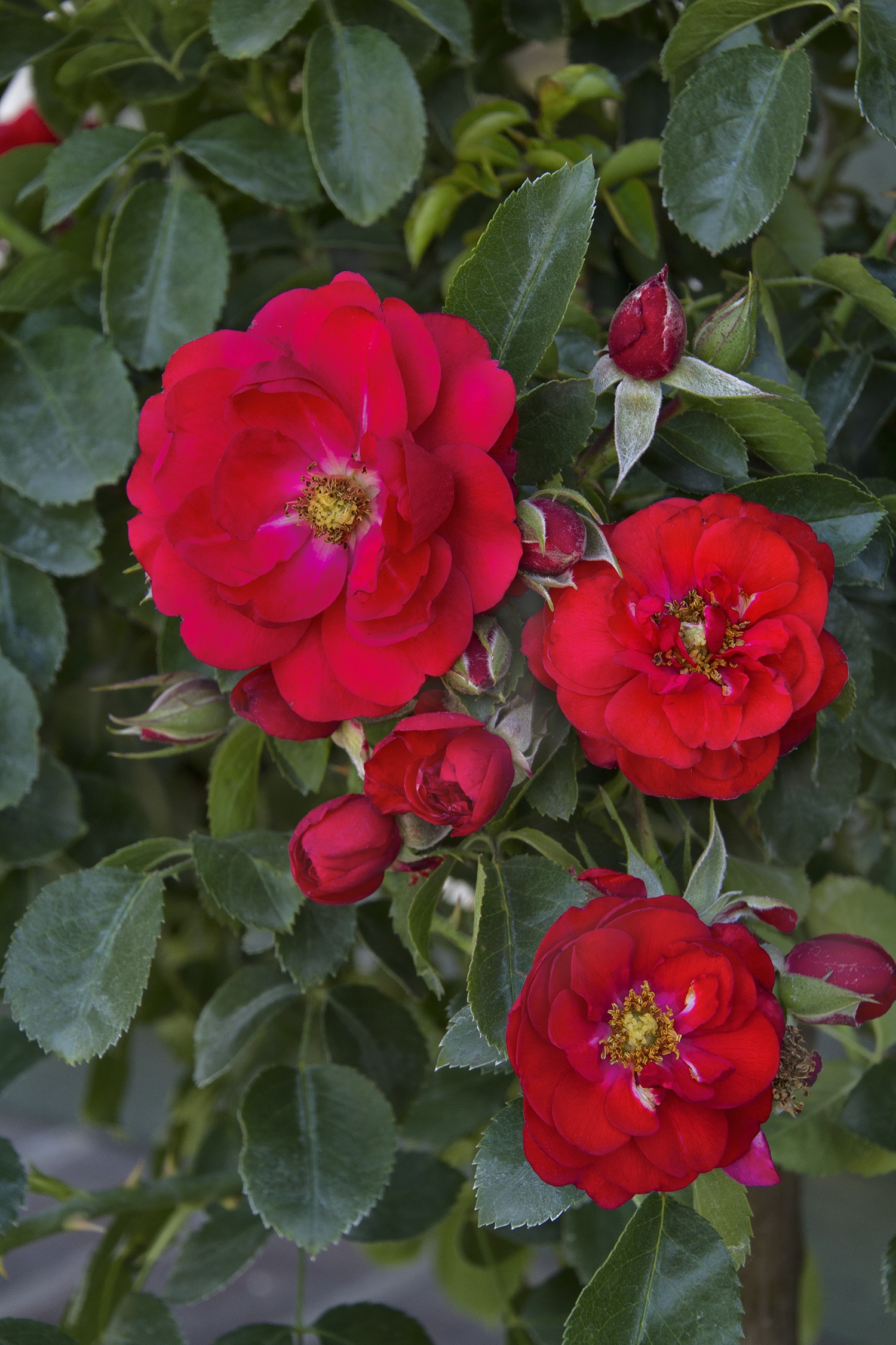 Flower Carpet® Scarlet Rose, Rosa x 'NOA83100B' PP #17,373, Monrovia Plant