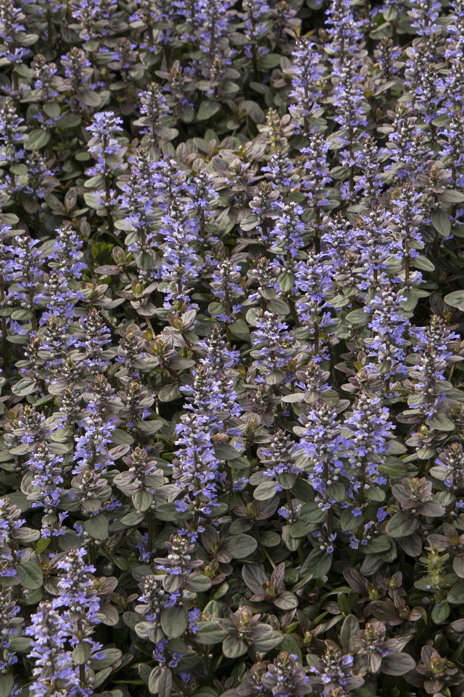 Chocolate Chip Ajuga, Ajuga reptans 'Chocolate Chip', Monrovia Plant