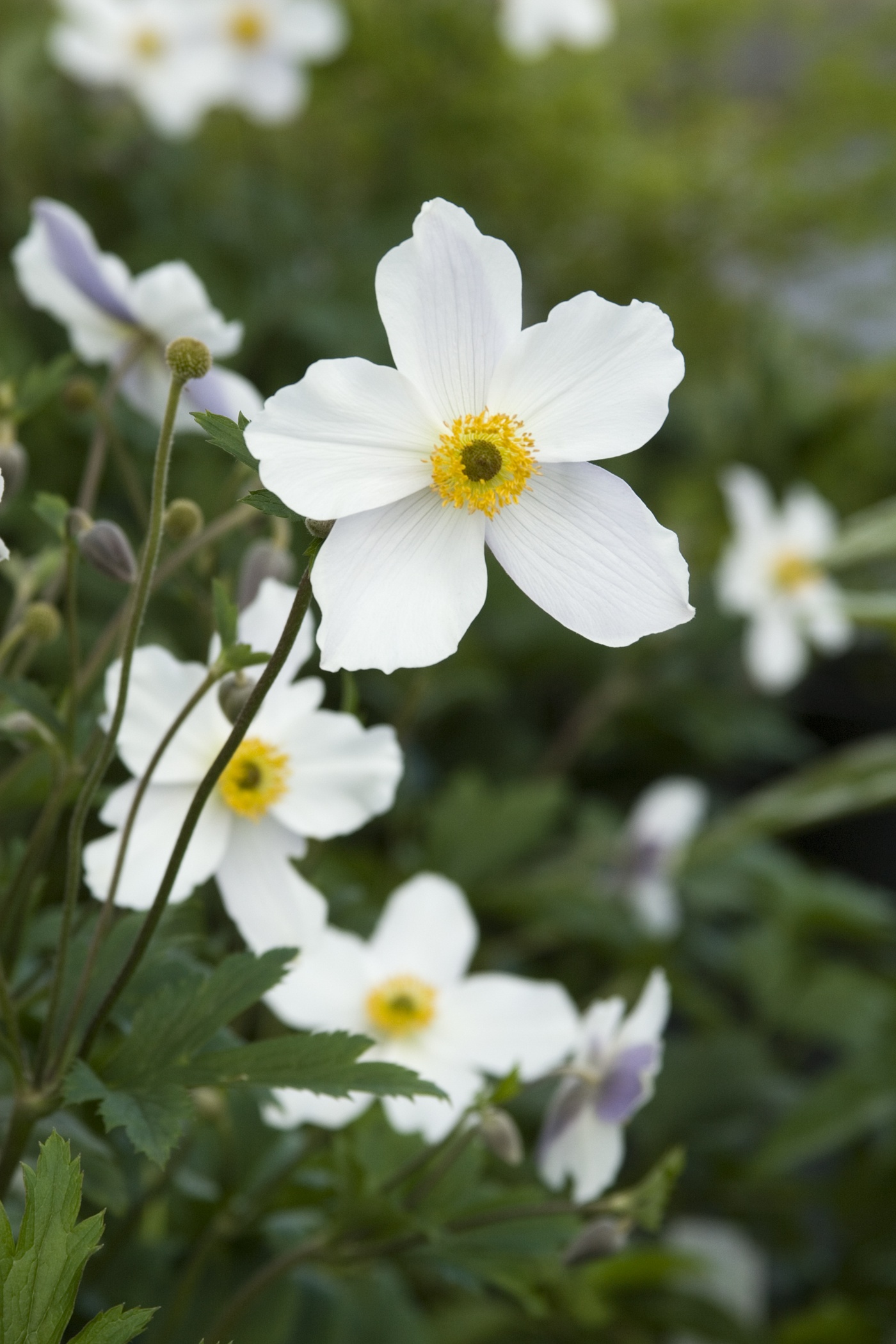 Wild Swan™ Hybrid Anemone, Anemone x 'MACANE001' PP #23,132