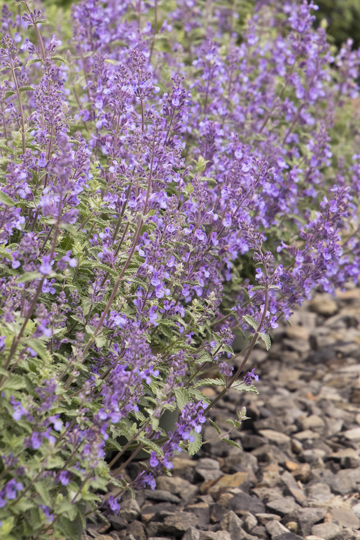 Walker's Low Catmint, Nepeta x faassenii 'Walker's Low', Monrovia Plant