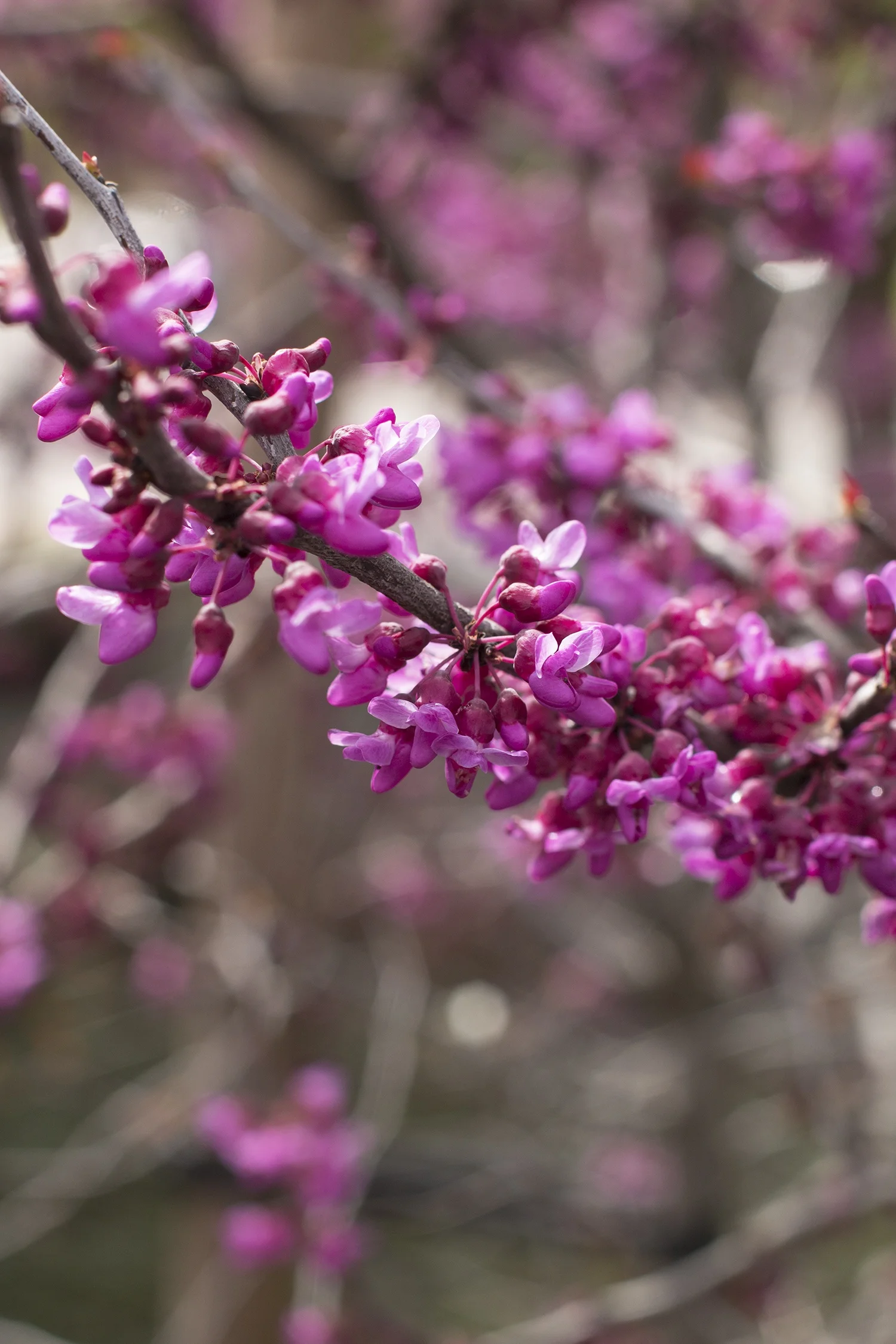 Forest Pansy Redbud, Cercis canadensis 'Forest Pansy', Monrovia Plant