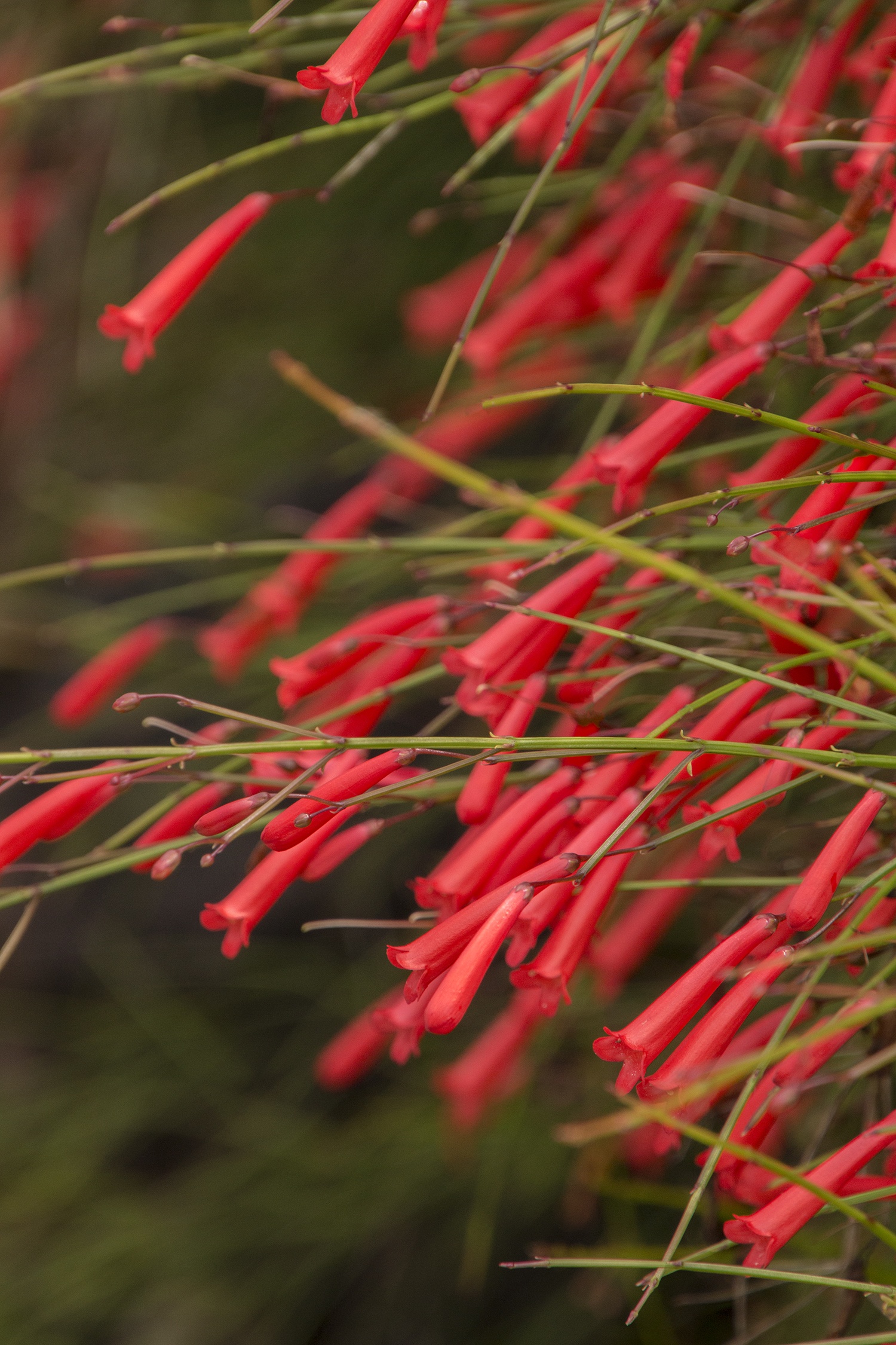 Firecracker Plant, Russelia equisetiformis, Monrovia Plant