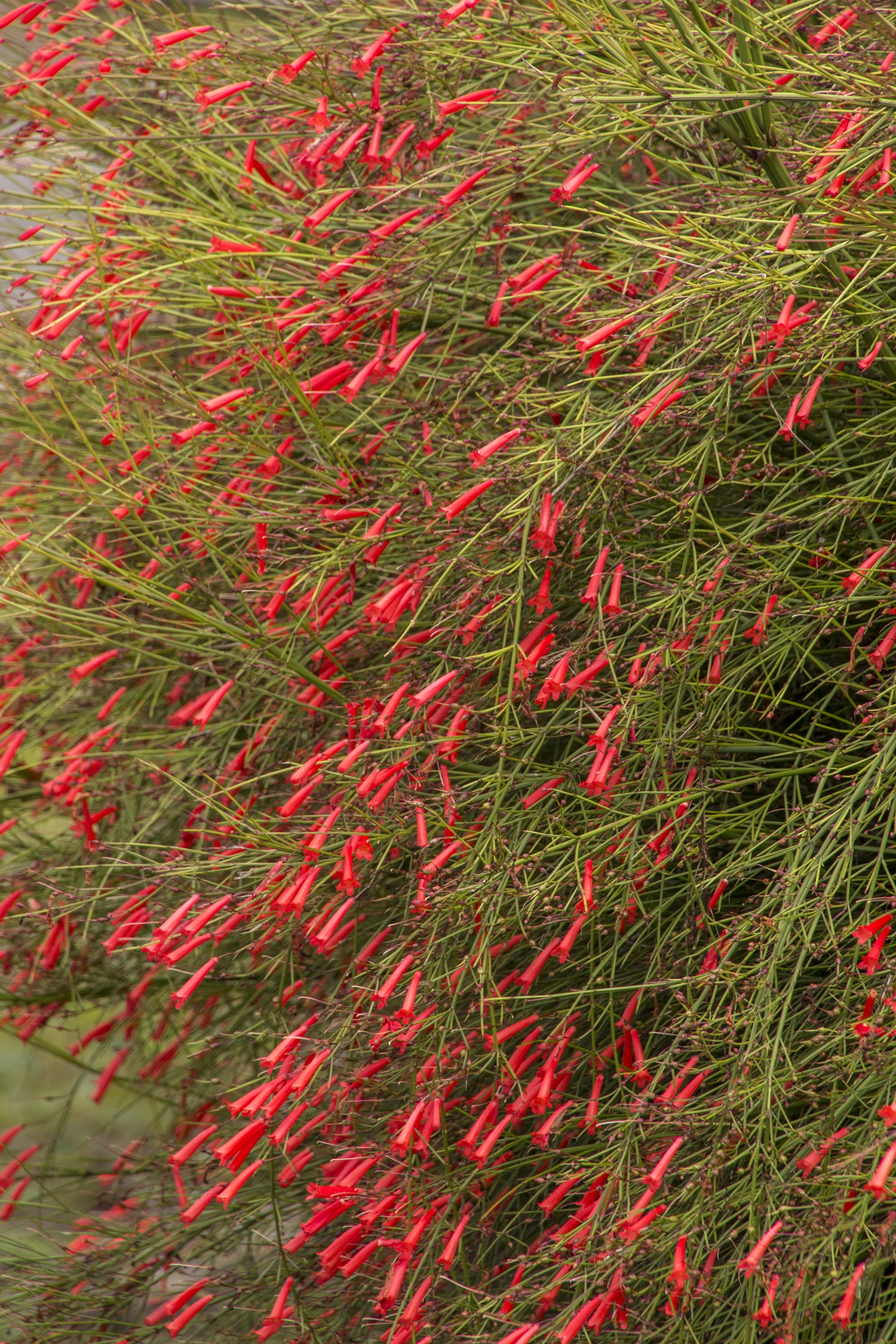 Firecracker Plant, Russelia equisetiformis, Monrovia Plant
