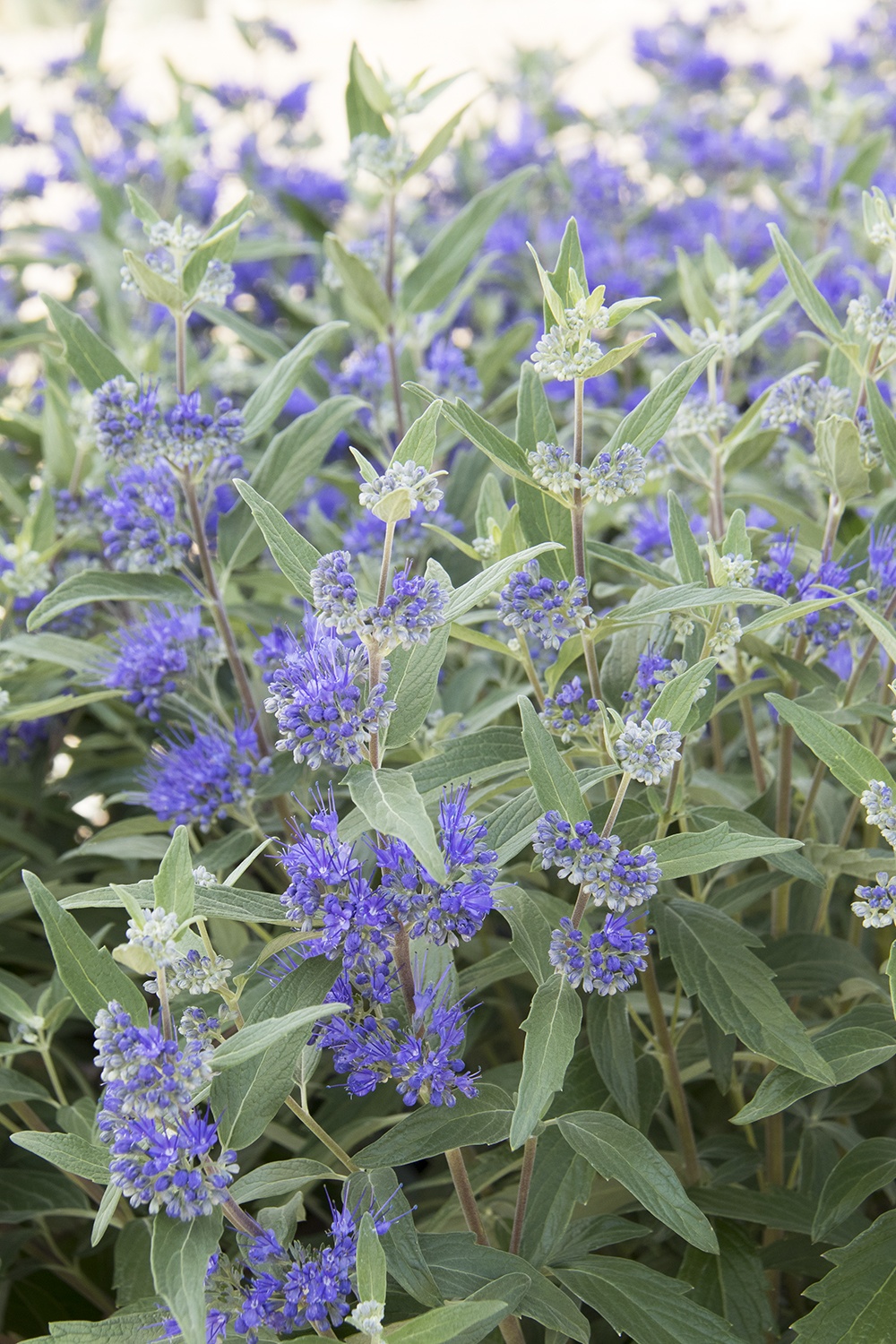 Dark Knight Bluebeard, Caryopteris x clandonensis 'Dark Knight'