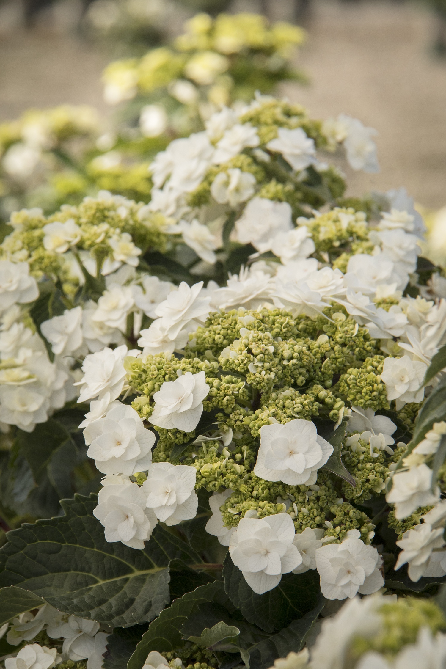 Double Delights™ Wedding Gown Hydrangea, Monrovia Plant