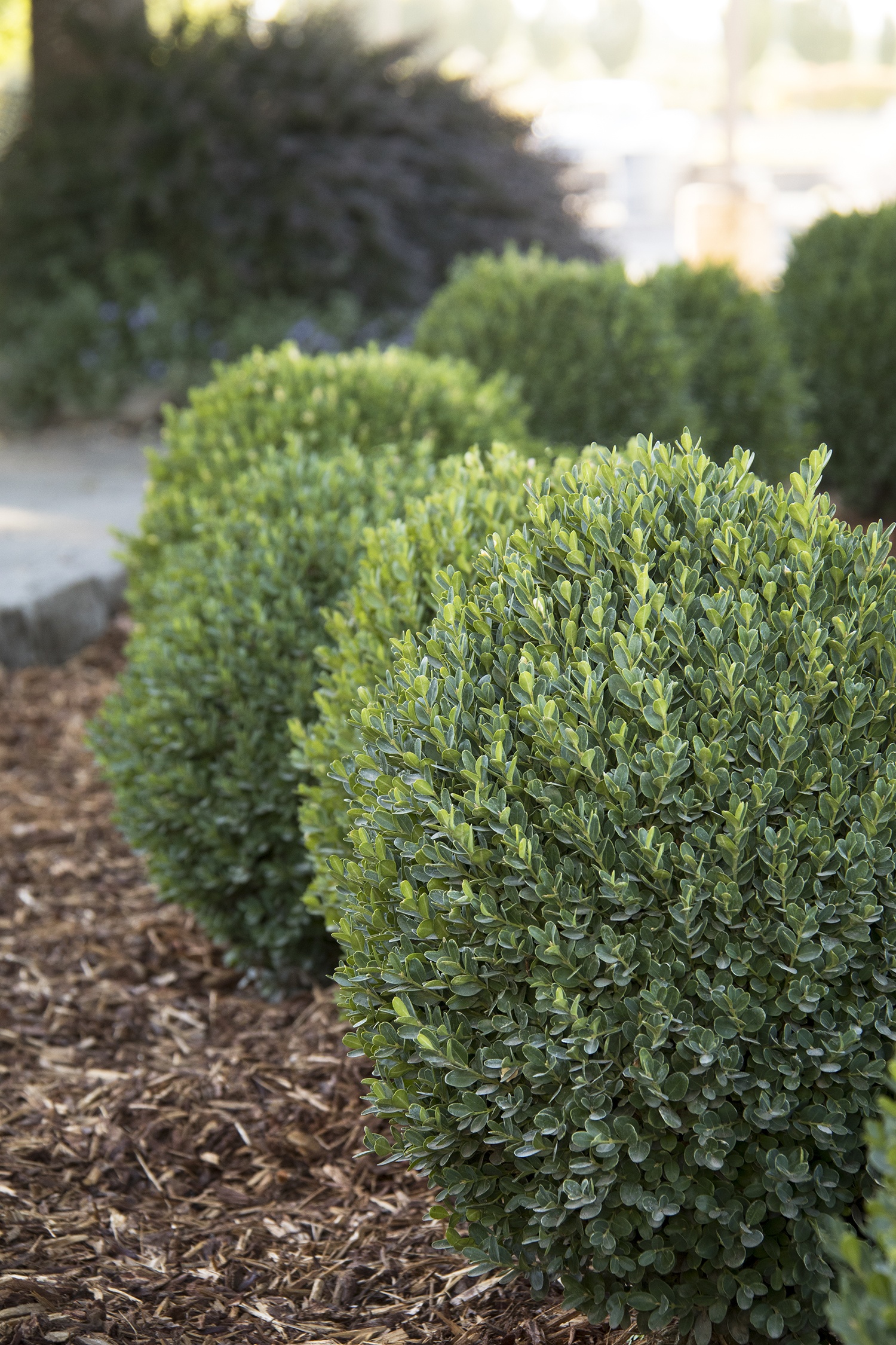 Petite Pillar® Dwarf Boxwood, Buxus sempervirens 'MonAlex' PP #27,647