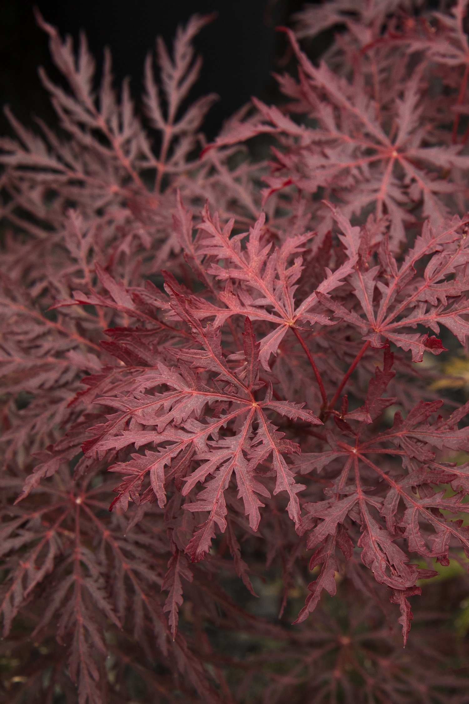 Velvet Viking™ Japanese Maple, Monrovia Plant