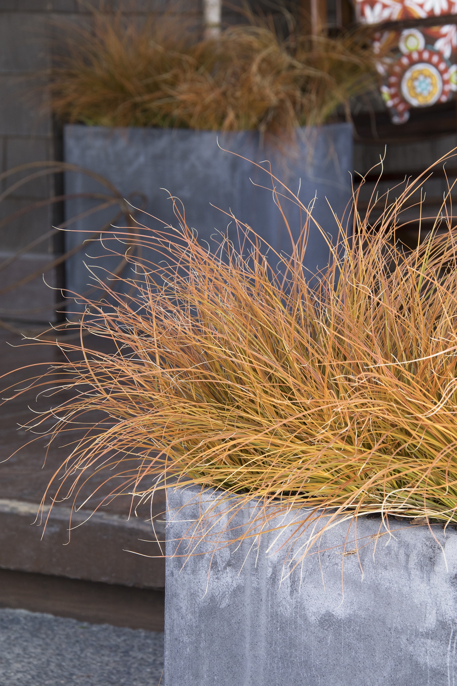 Orange New Zealand Sedge, Carex testacea, Monrovia Plant