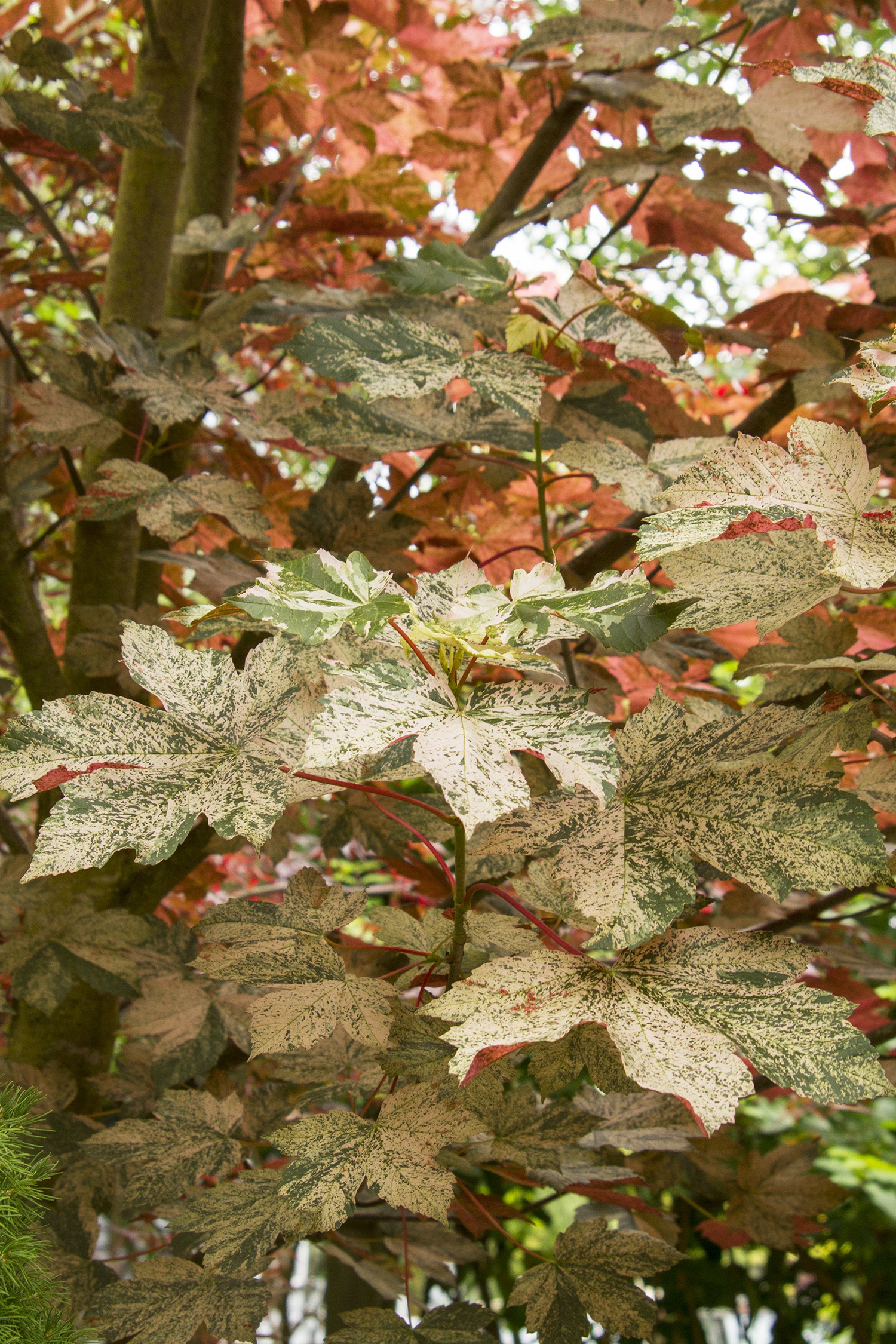 Esk Sunset Sycamore Maple, Acer pseudoplatanus 'Esk Sunset', Monrovia Plant