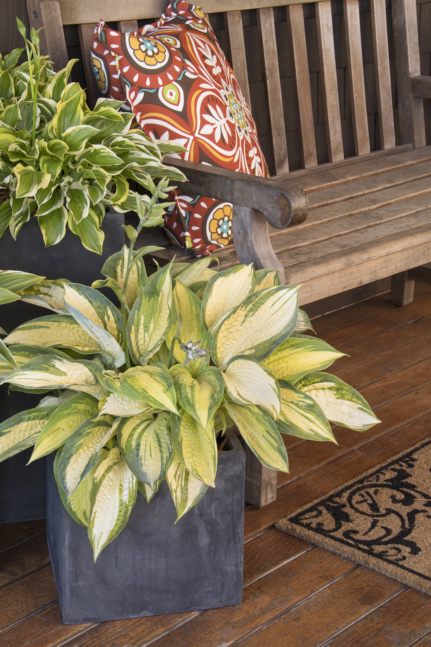 Great Expectations Hosta, Hosta x 'Great Expectations', Monrovia Plant