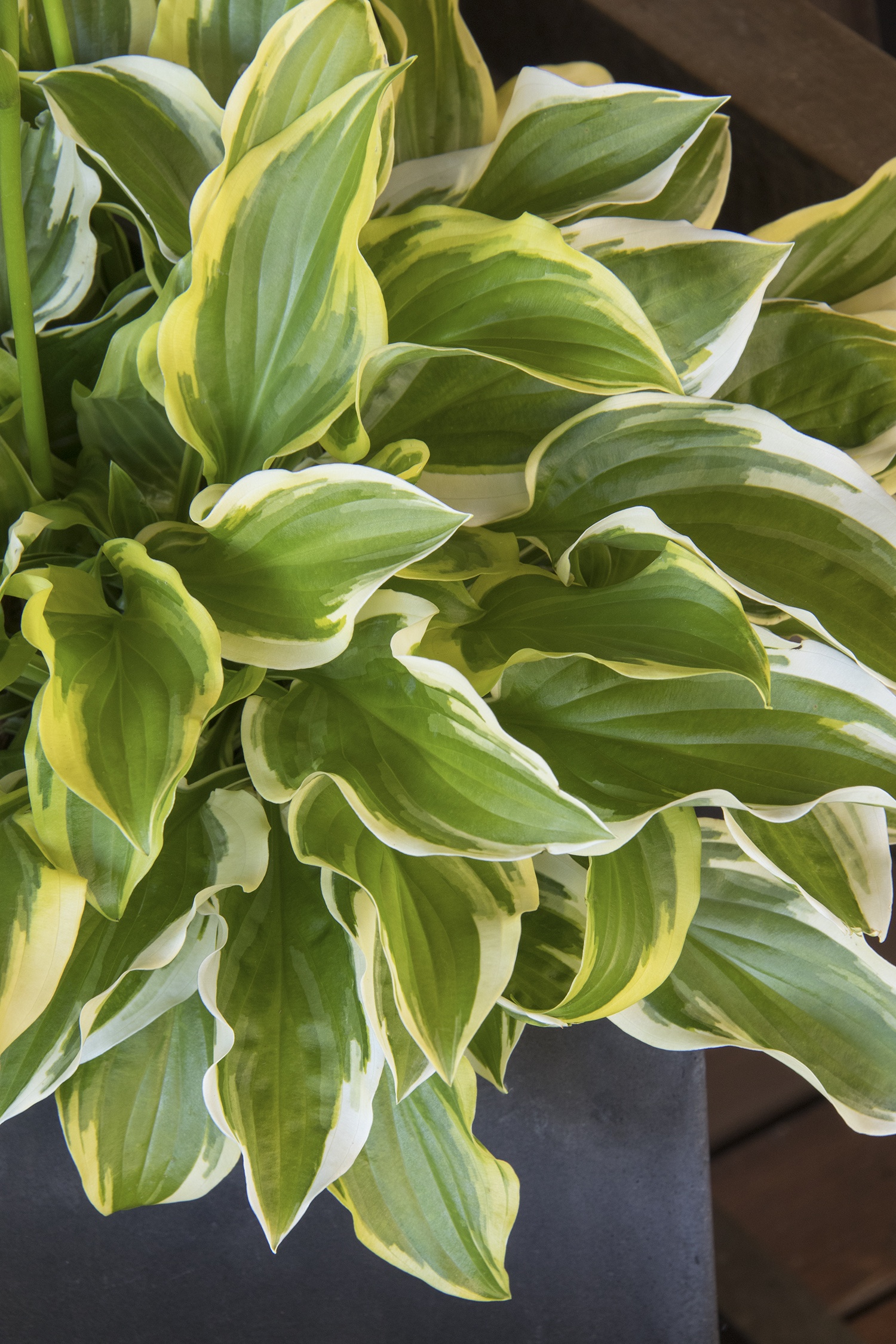 So Sweet Hosta, Hosta x 'So Sweet', Monrovia Plant