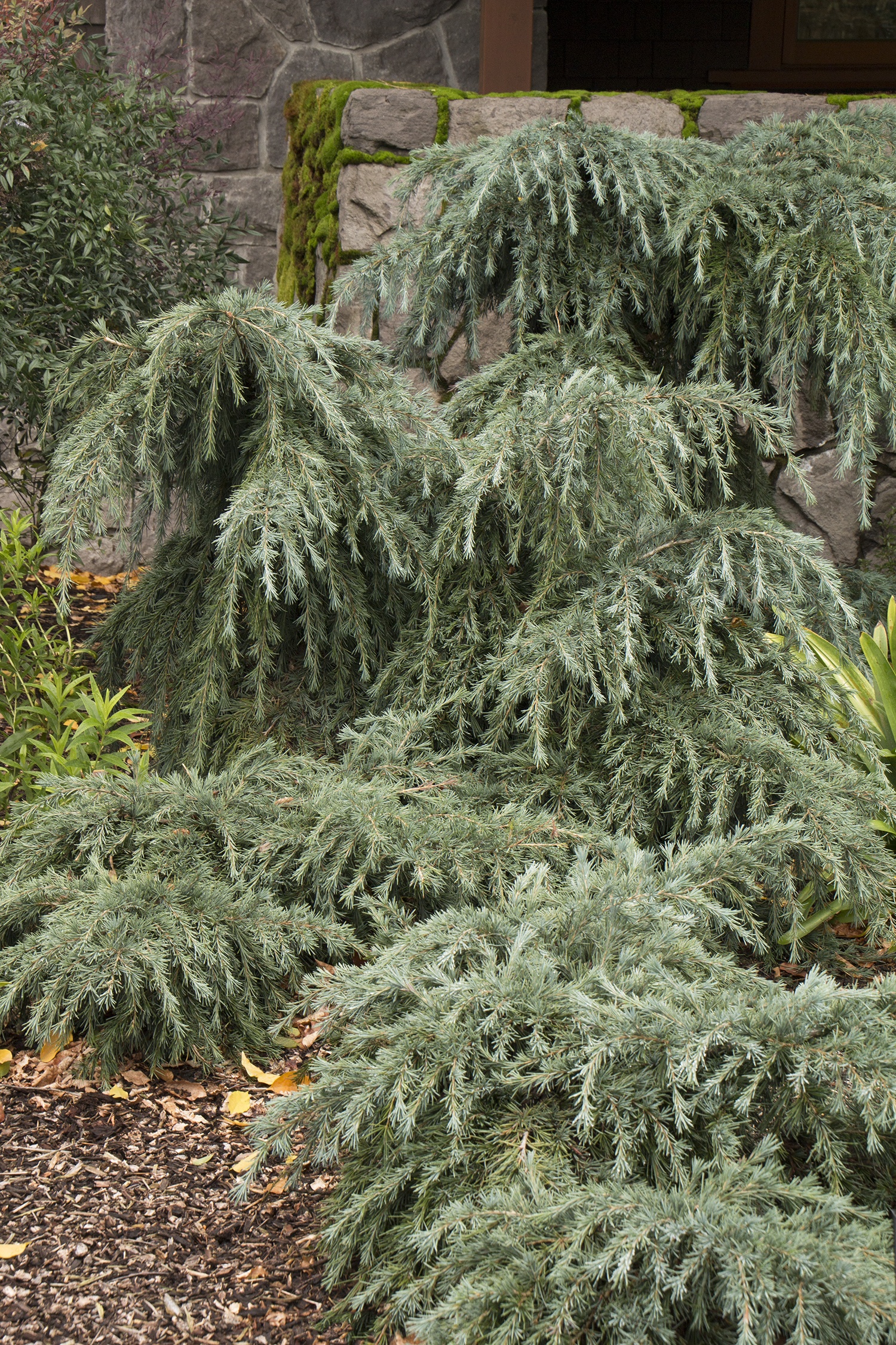 Feelin' Blue Deodar Cedar, Cedrus deodara 'Feelin' Blue', Monrovia Plant