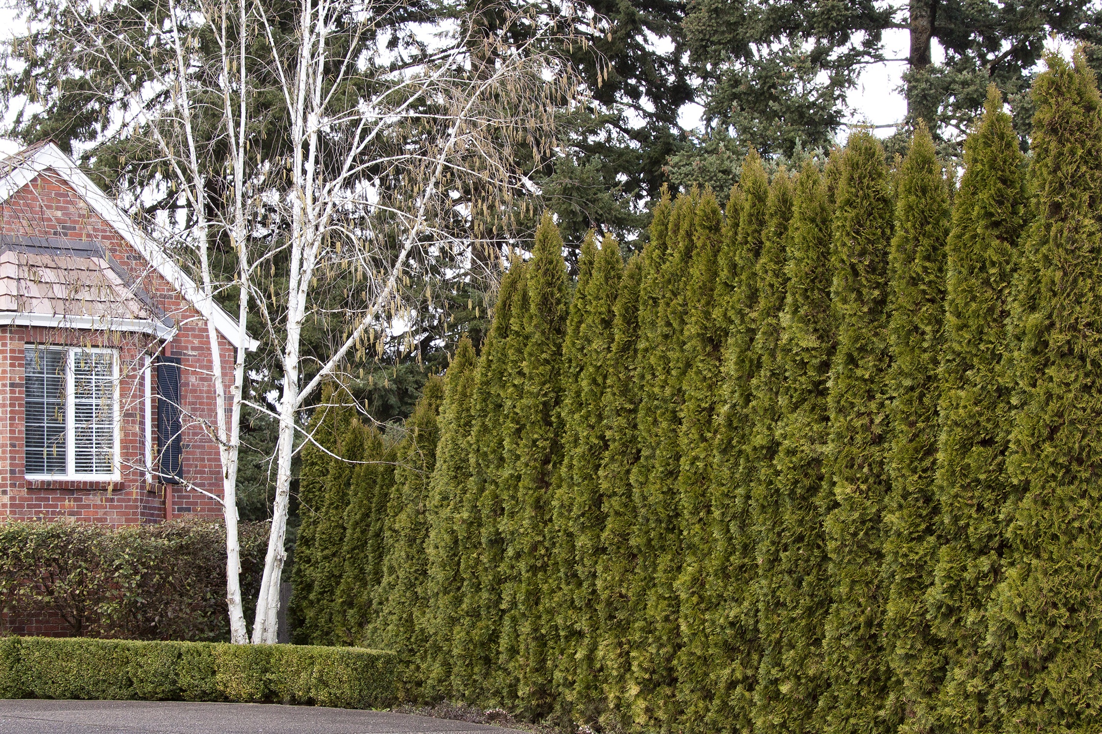 Emerald Green Arborvitae, Thuja occidentalis 'Smaragd', Monrovia Plant