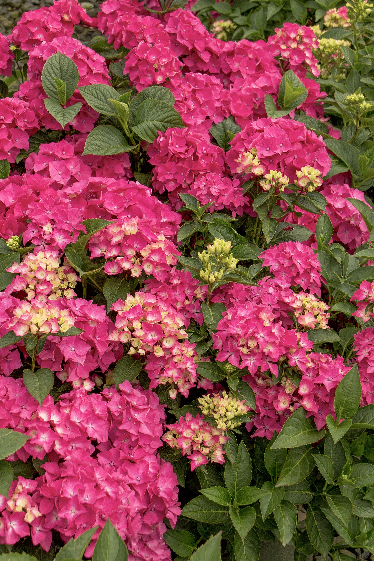 Pink Elf® French Hydrangea, Hydrangea macrophylla 'Pia', Monrovia Plant