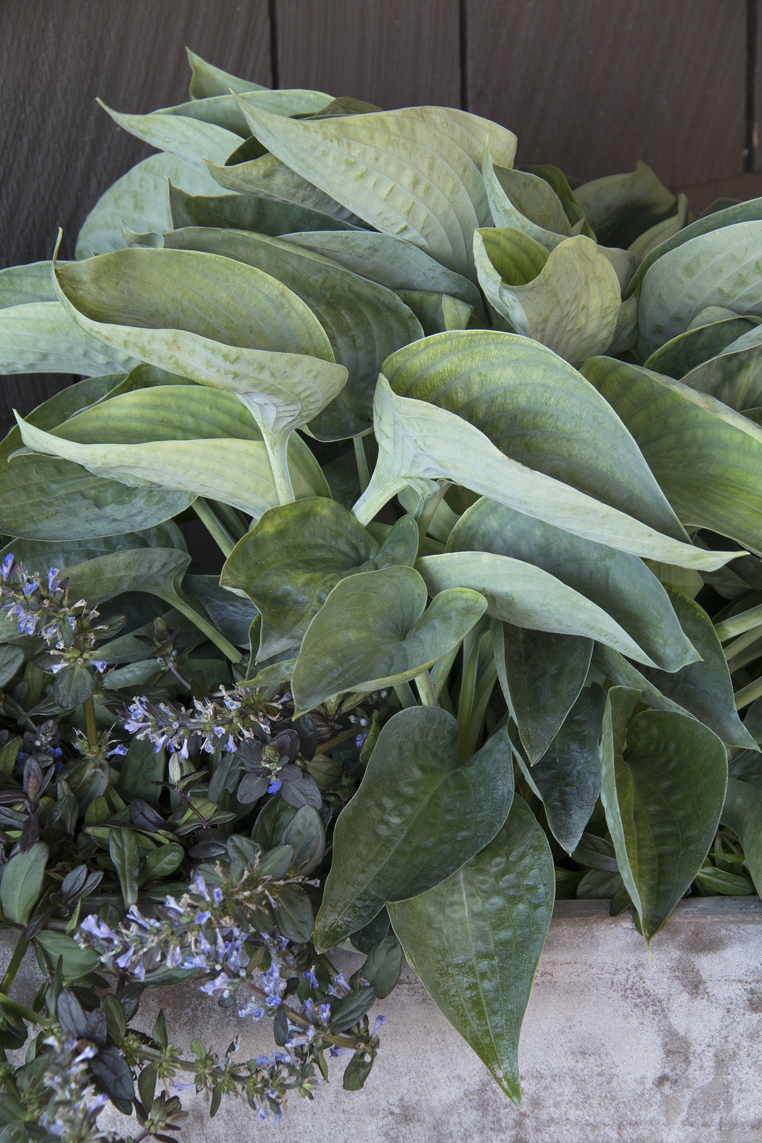 Abiqua Drinking Gourd Hosta, Hosta x 'Abiqua Drinking Gourd'