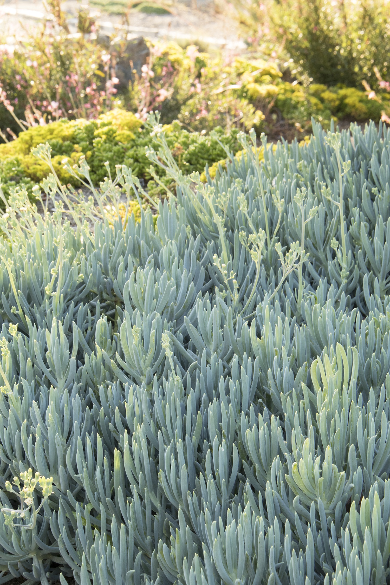 Blue Finger, Senecio talinoides var. mandraliscae, Monrovia Plant