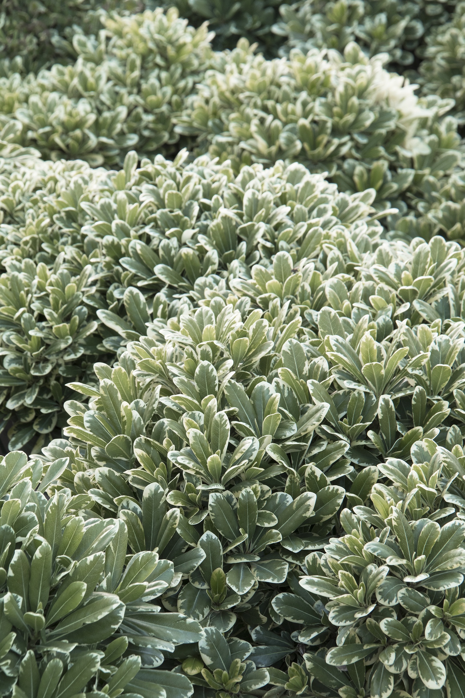 Cream De Mint® Dwarf Pittosporum, Pittosporum tobira 'Shima'