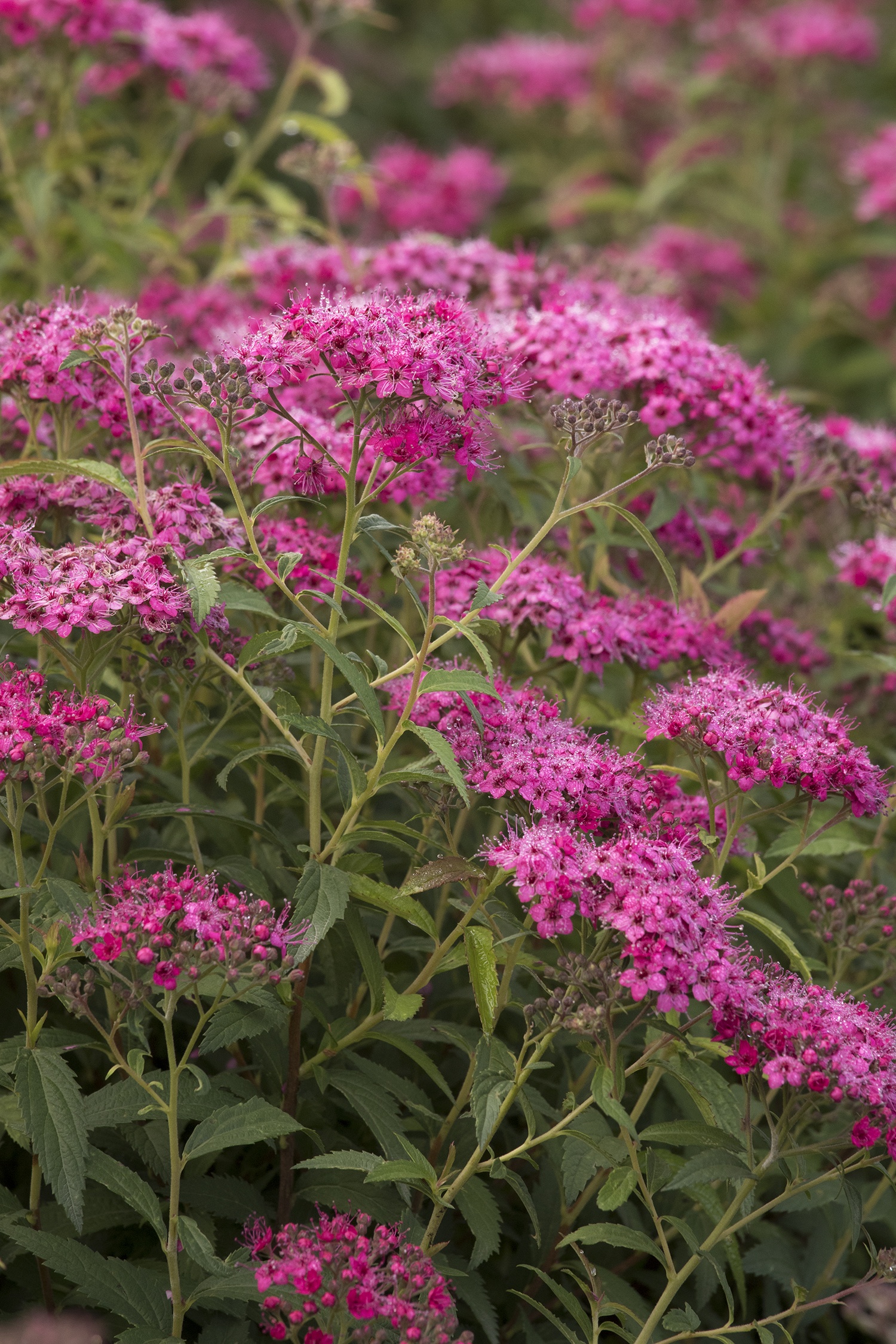 Neon Flash Spirea, Spiraea japonica 'Neon Flash', Monrovia Plant