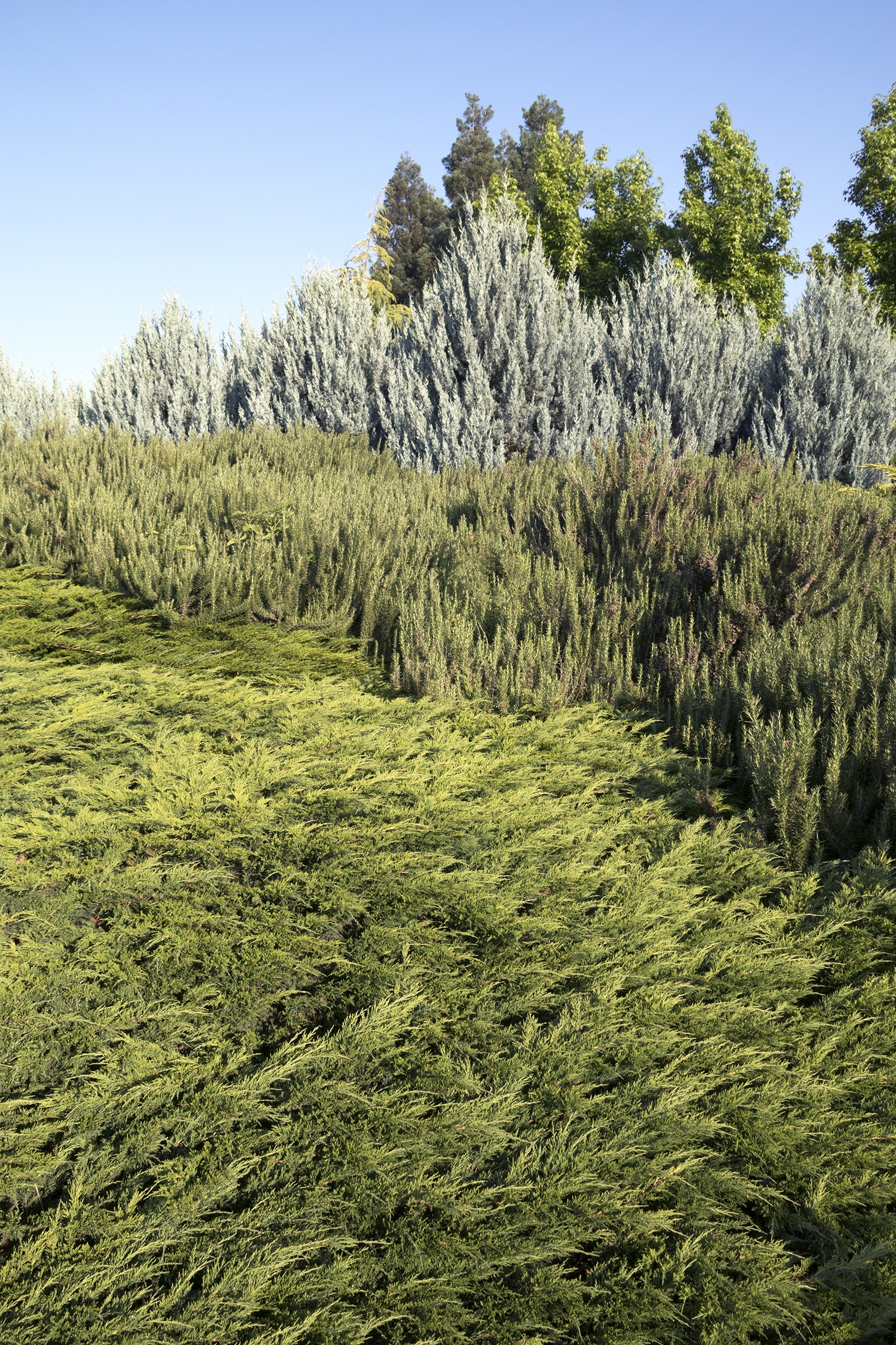 Calgary Carpet® Juniper, Juniperus sabina 'Monna', Monrovia Plant