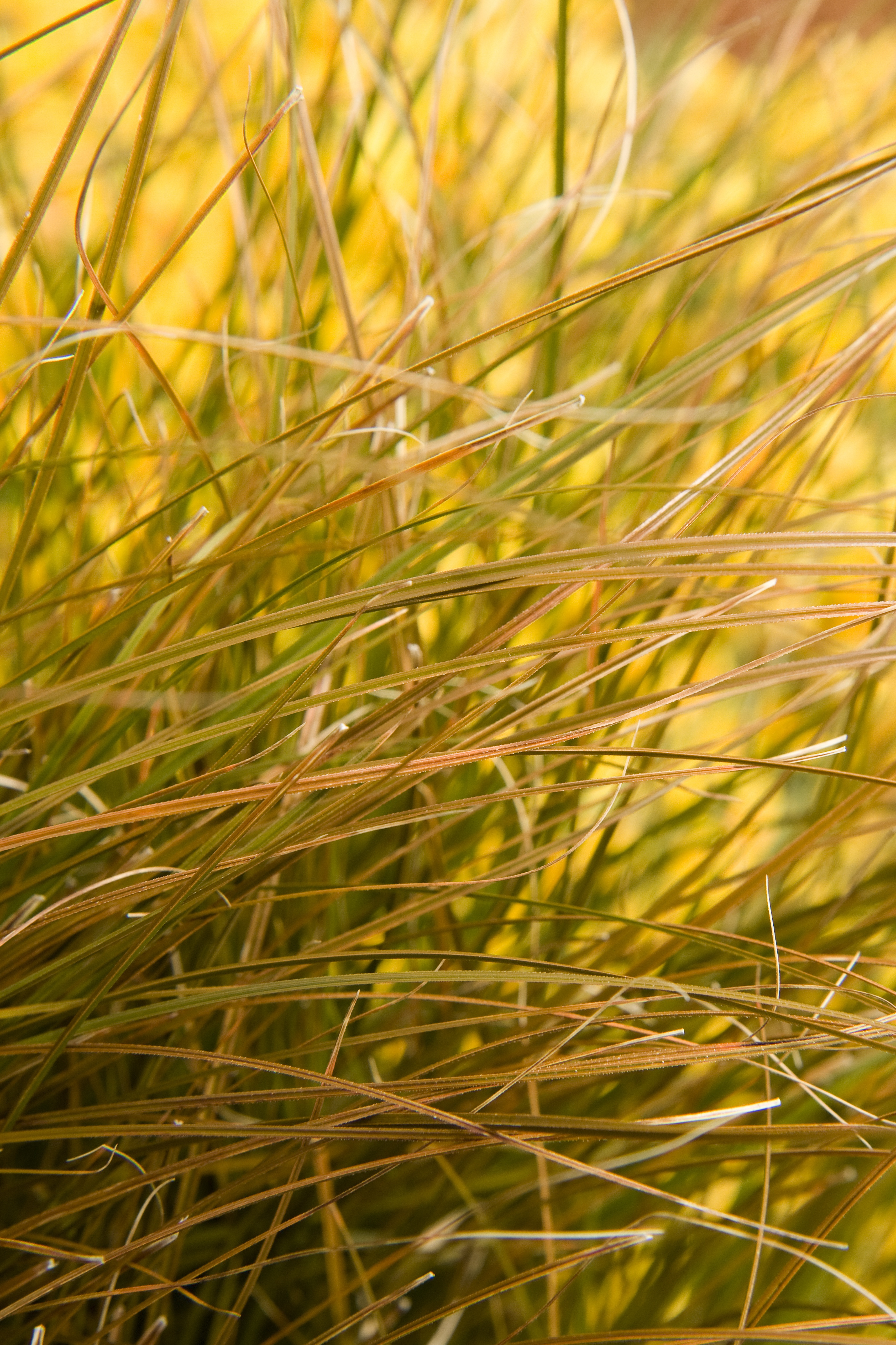 Orange New Zealand Sedge, Carex testacea, Monrovia Plant