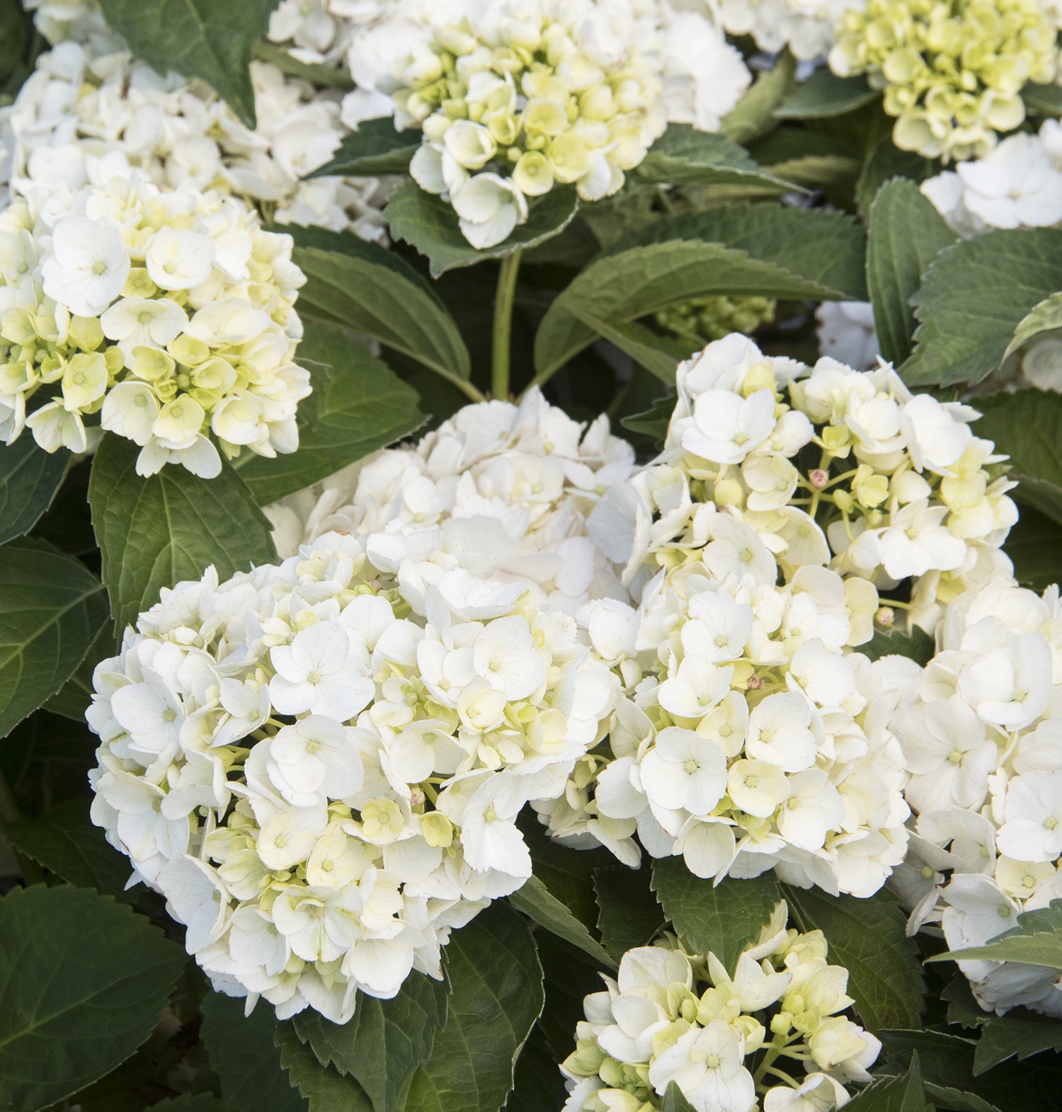 White Bigleaf Hydrangea, Hydrangea macrophylla 'White', Monrovia Plant