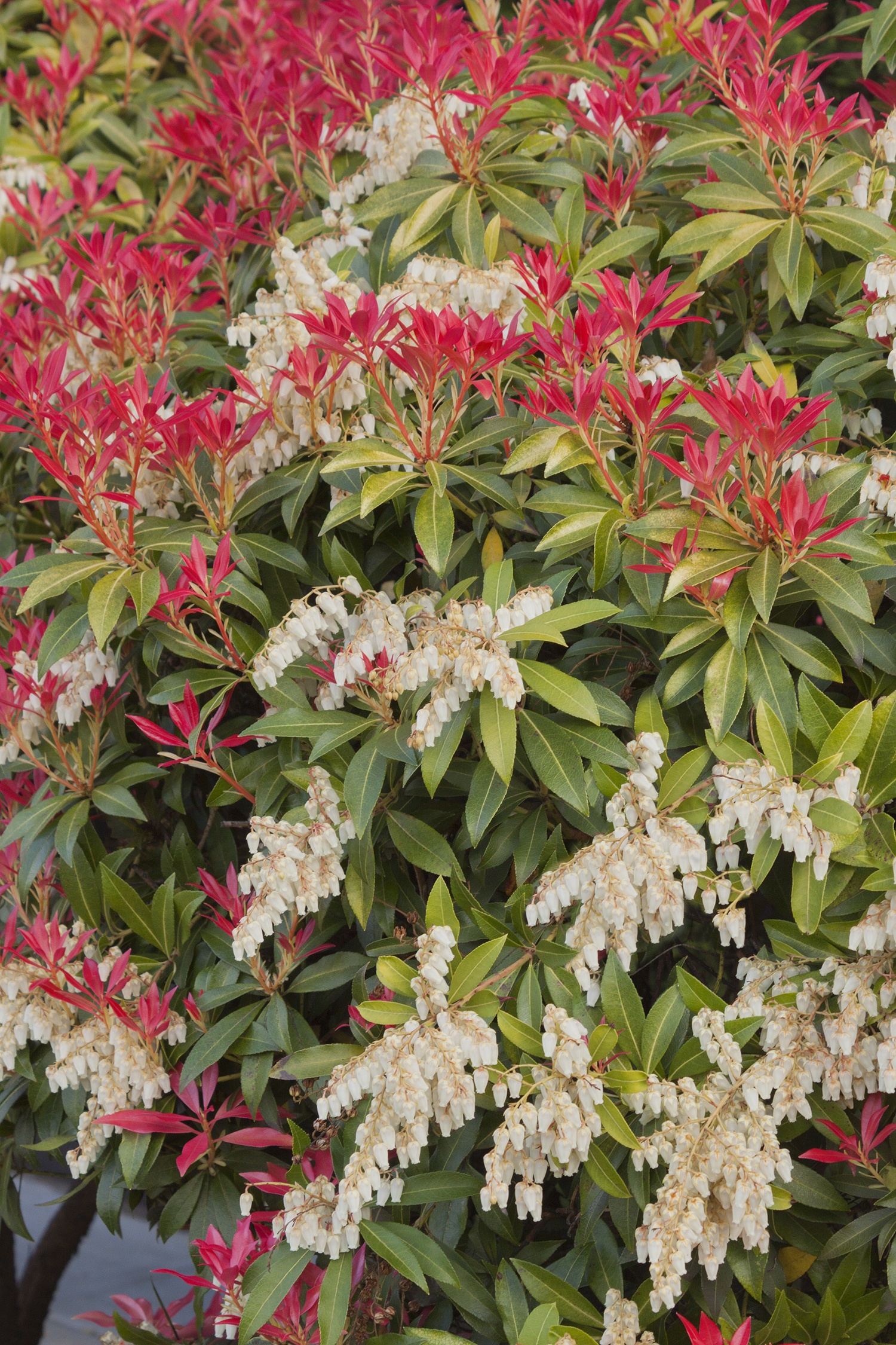 Mountain Fire Pieris, Pieris japonica 'Mountain Fire', Monrovia Plant