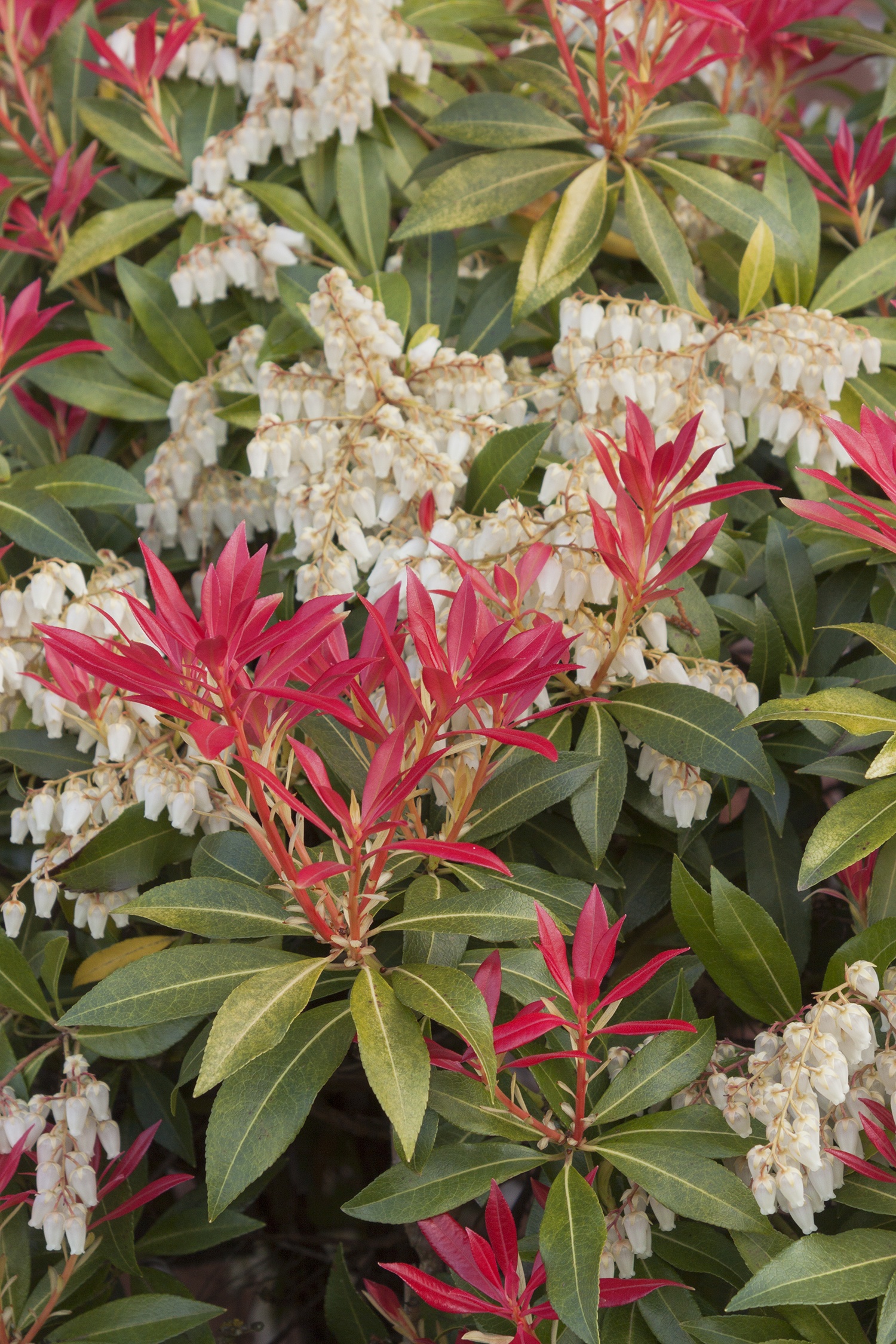 Mountain Fire Pieris, Pieris japonica 'Mountain Fire', Monrovia Plant