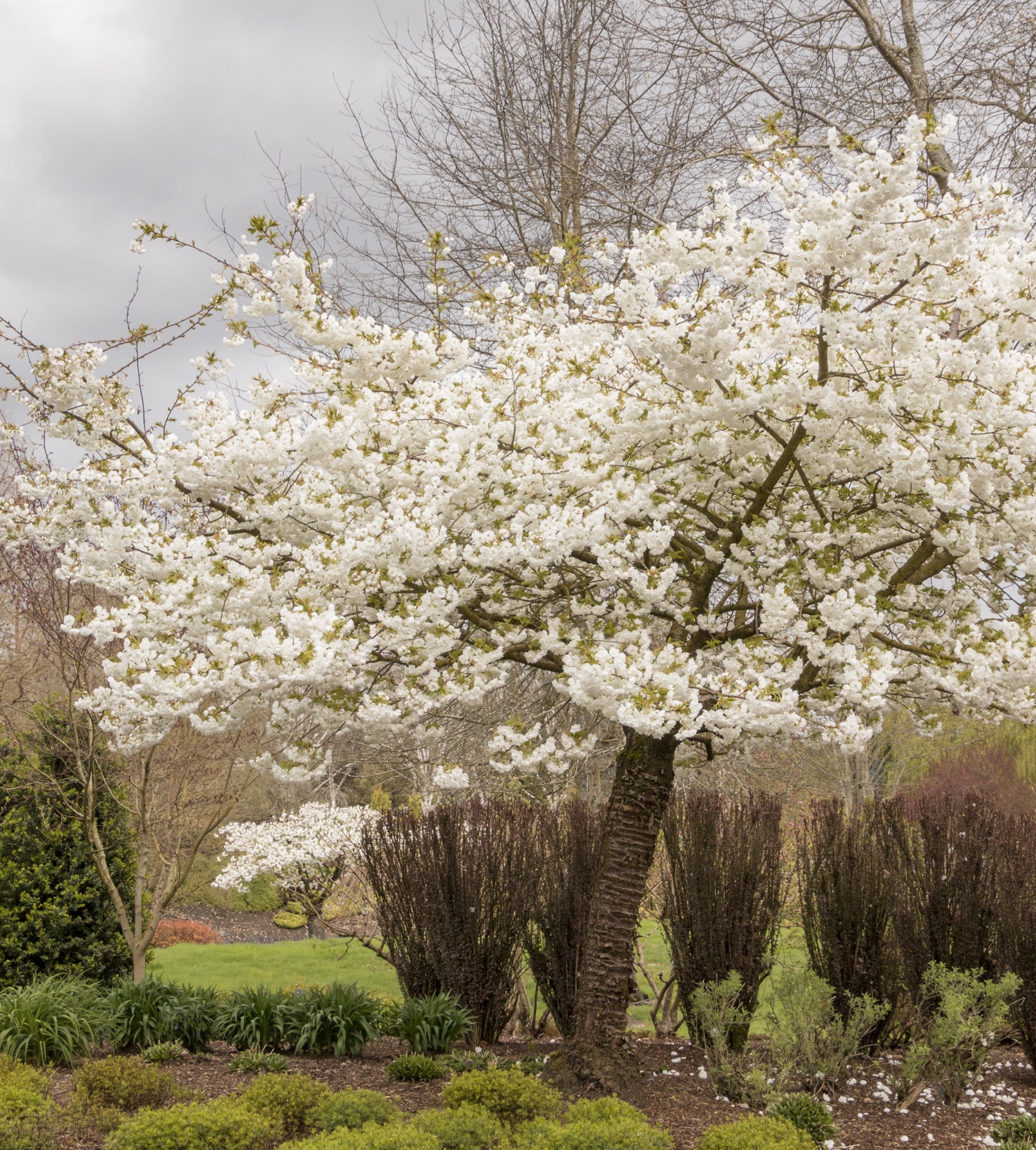 Mount Fuji Japanese Flowering Cherry, Prunus serrulata 'Mount Fuji'