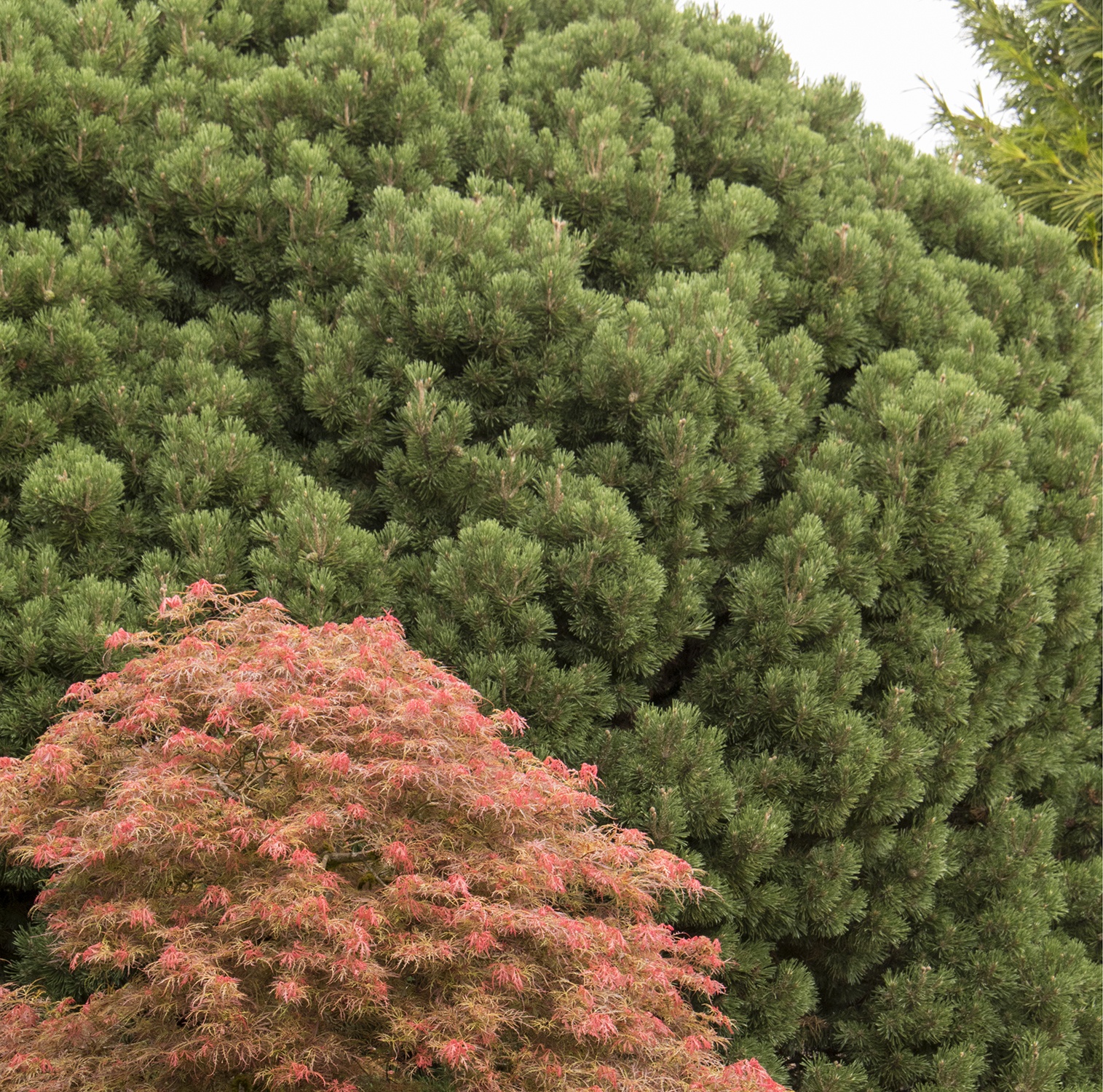 Mops Mugo Pine, Pinus mugo 'Mops', Monrovia Plant