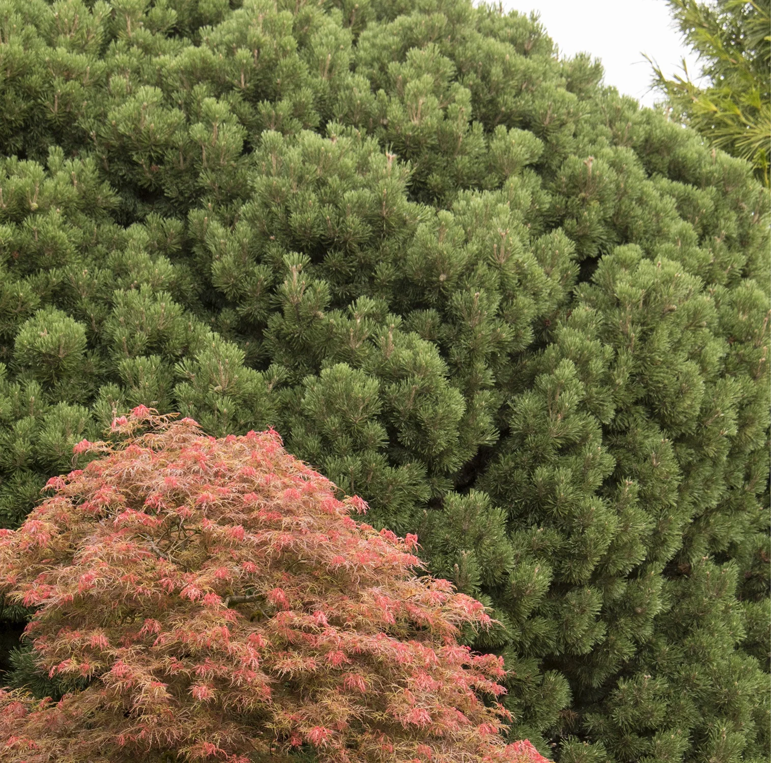 Mops Mugo Pine, Pinus mugo 'Mops', Monrovia Plant