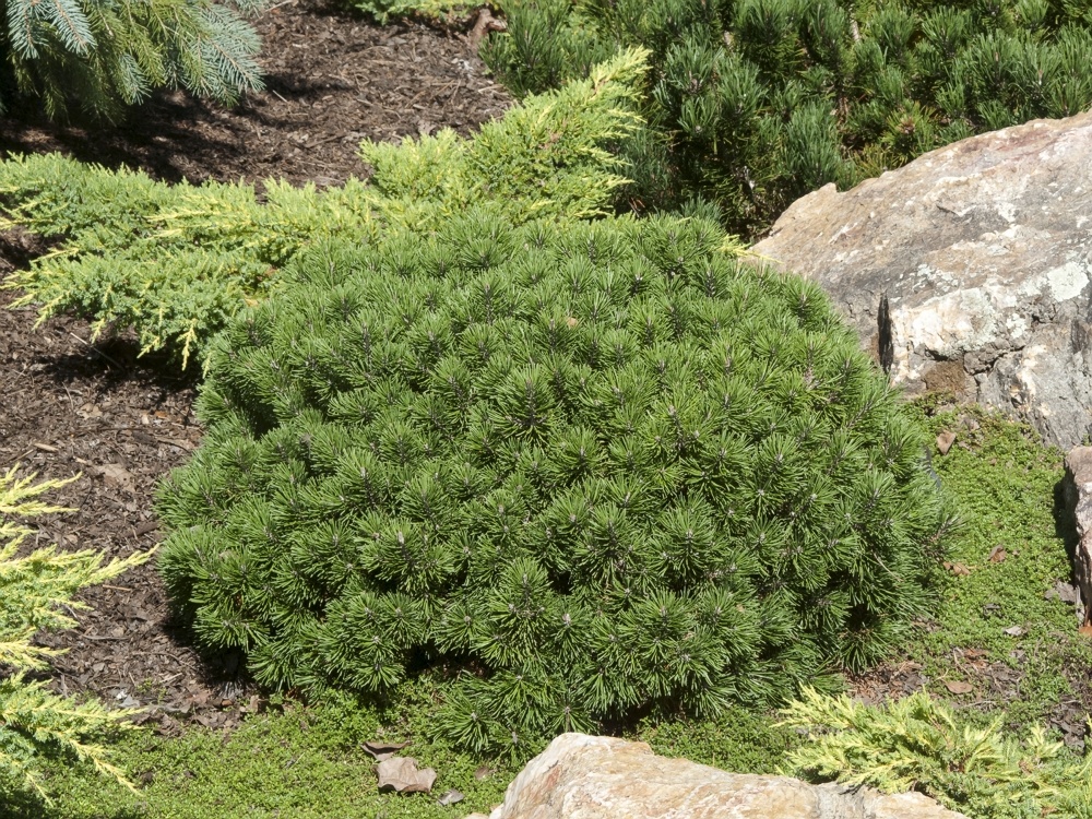 Mops Mugo Pine, Pinus mugo 'Mops', Monrovia Plant