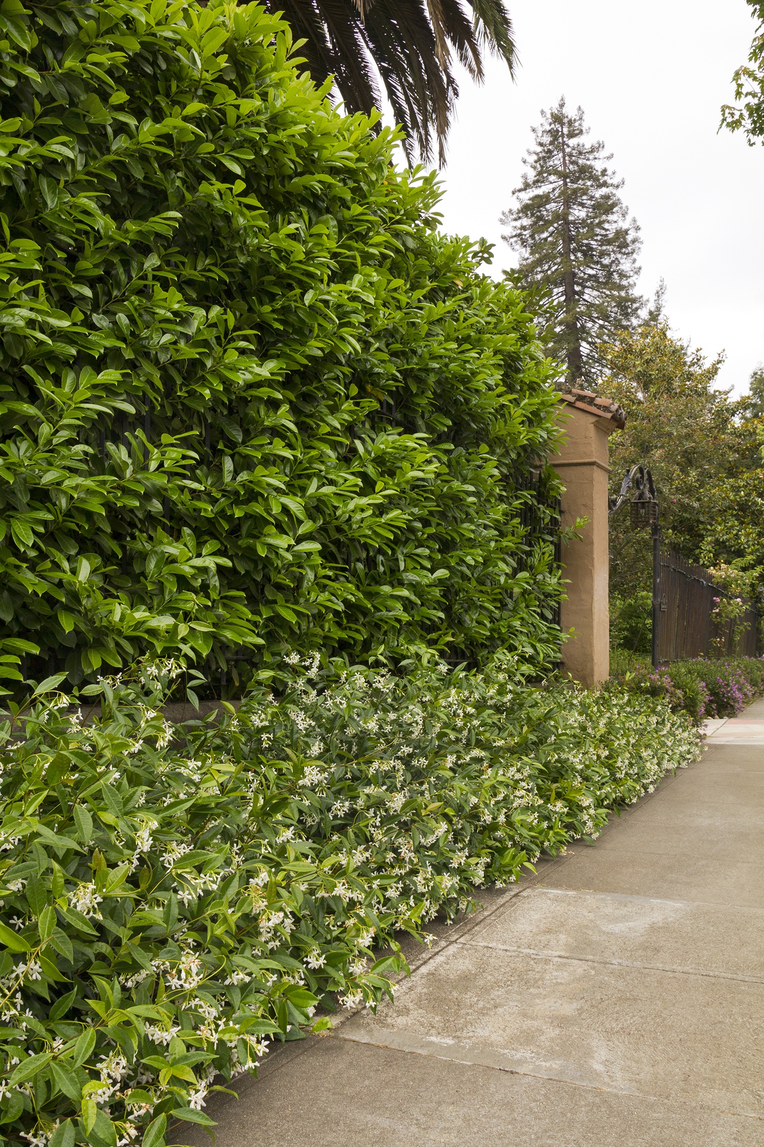 English Laurel, Prunus laurocerasus, Monrovia Plant