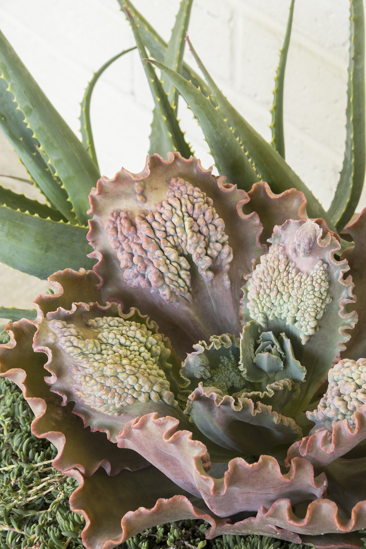 Ruffled Red Echeveria, Echeveria 'Ruffled Red', Monrovia Plant