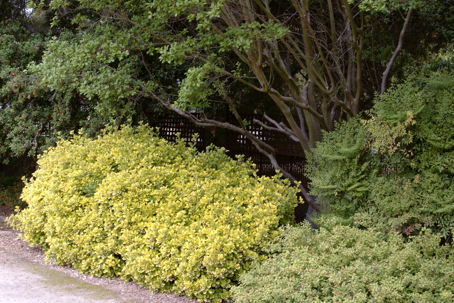 Golden Euonymus, Euonymus japonicus 'Aureo-marginatus', Monrovia Plant