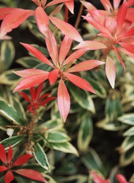 FIRE N ICE Pieris, Pieris japonica 'FIRE N ICE' PP #19,994, Monrovia Plant