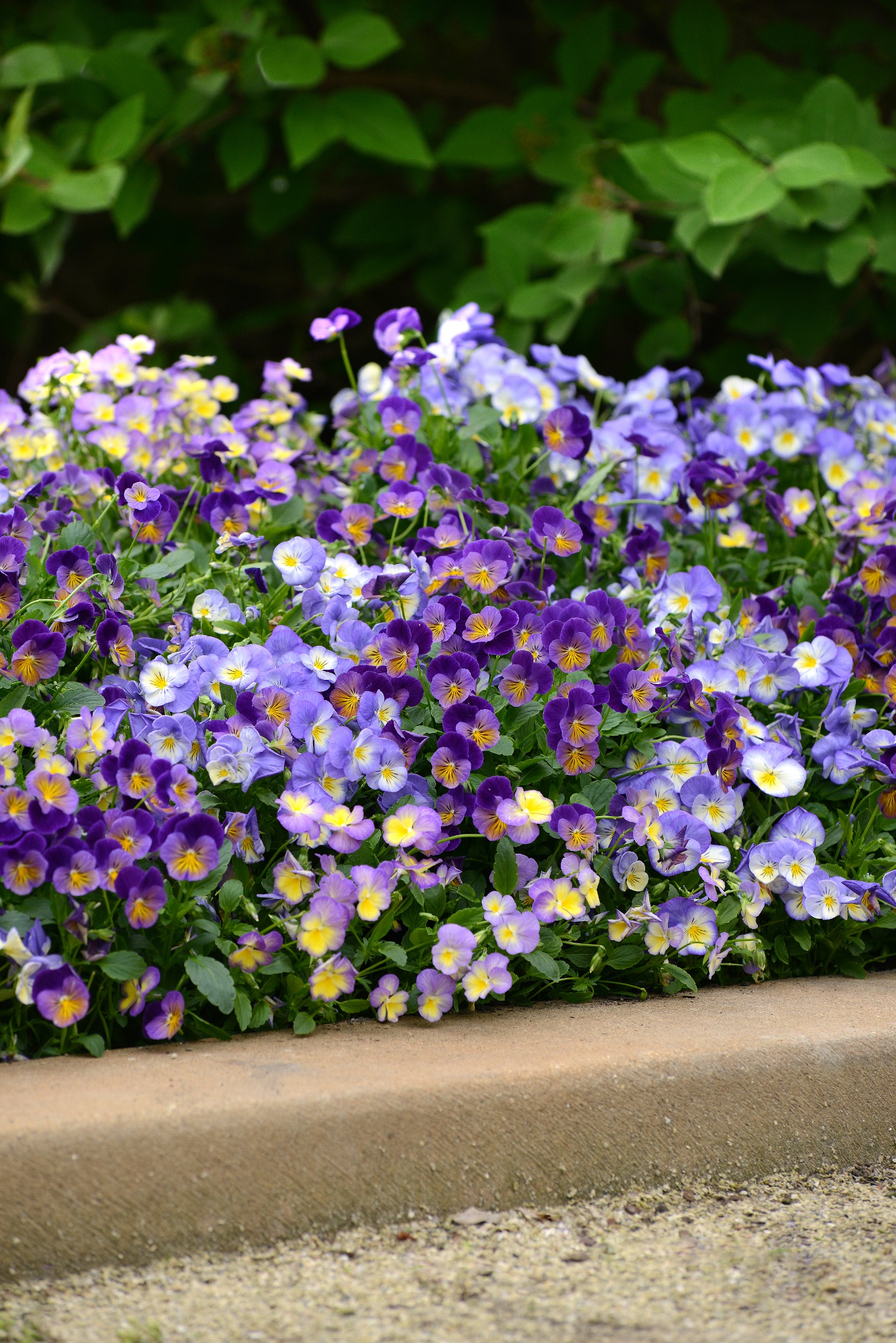 Halo Violet Perennial Violet, Viola cornuta 'Halo Violet' PP #24,428