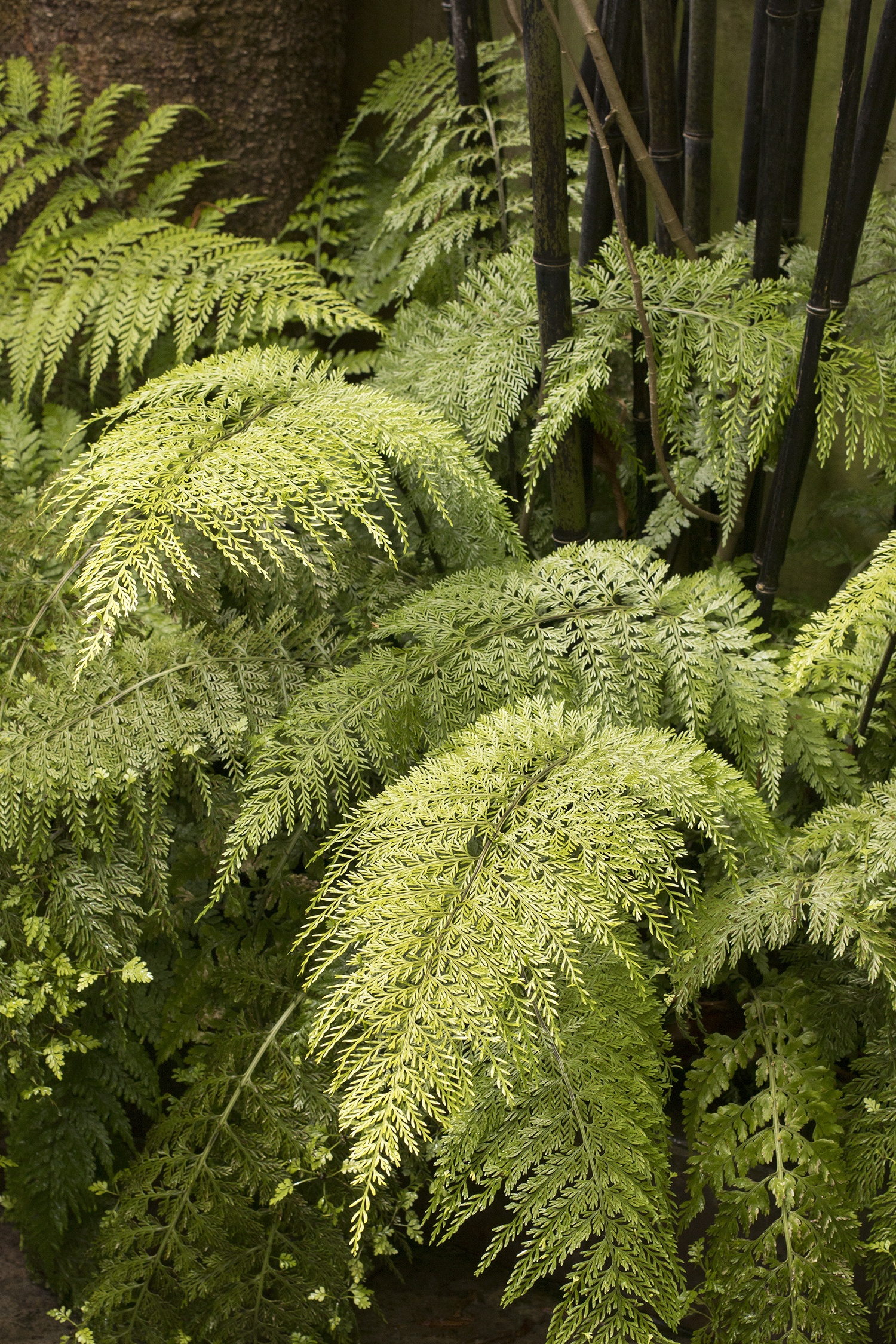 Mother Fern, Asplenium bulbiferum, Monrovia Plant
