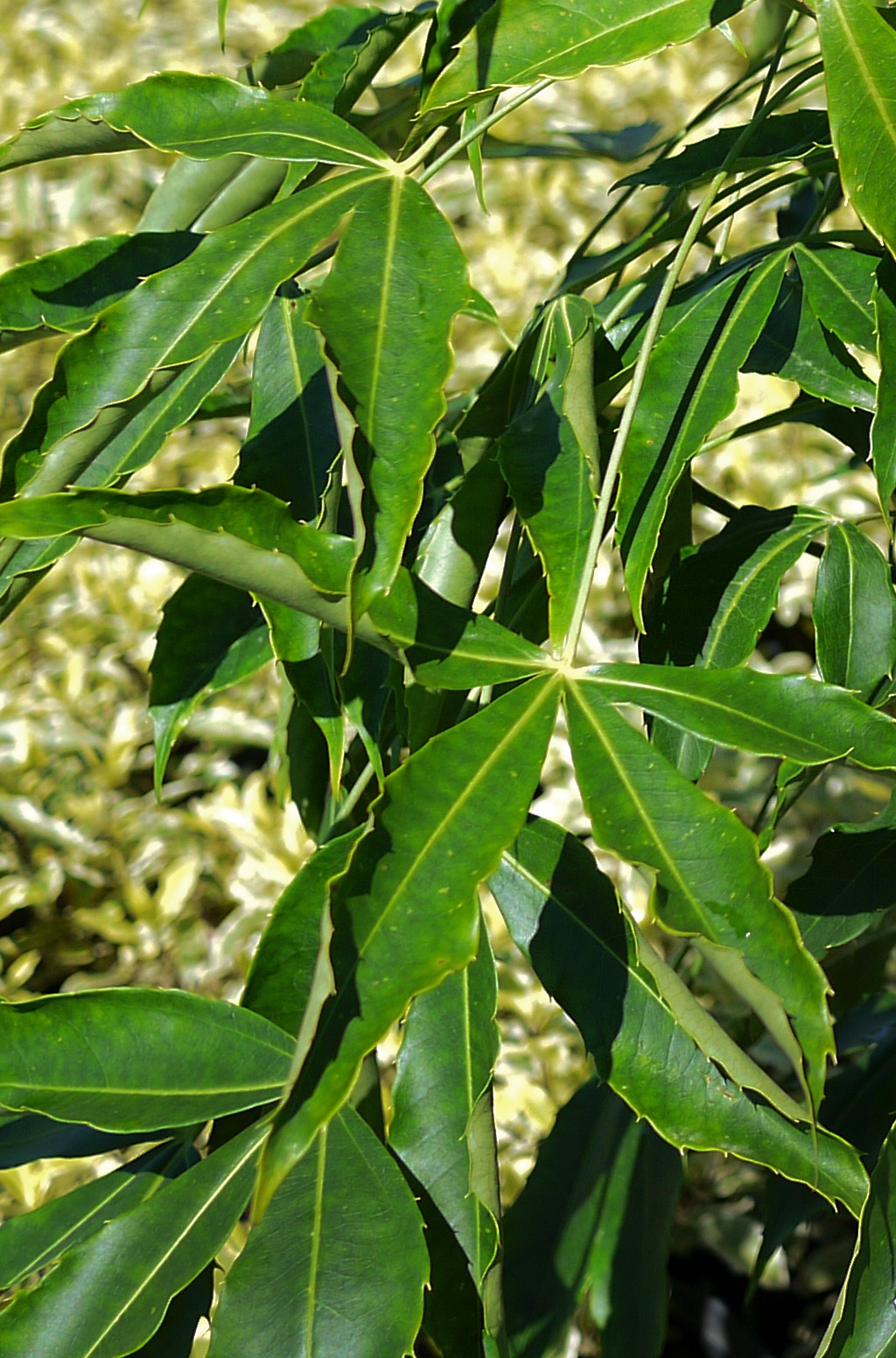 JadEmpress™ False Ginseng, Metapanax davidii 'DJHC8', Monrovia Plant