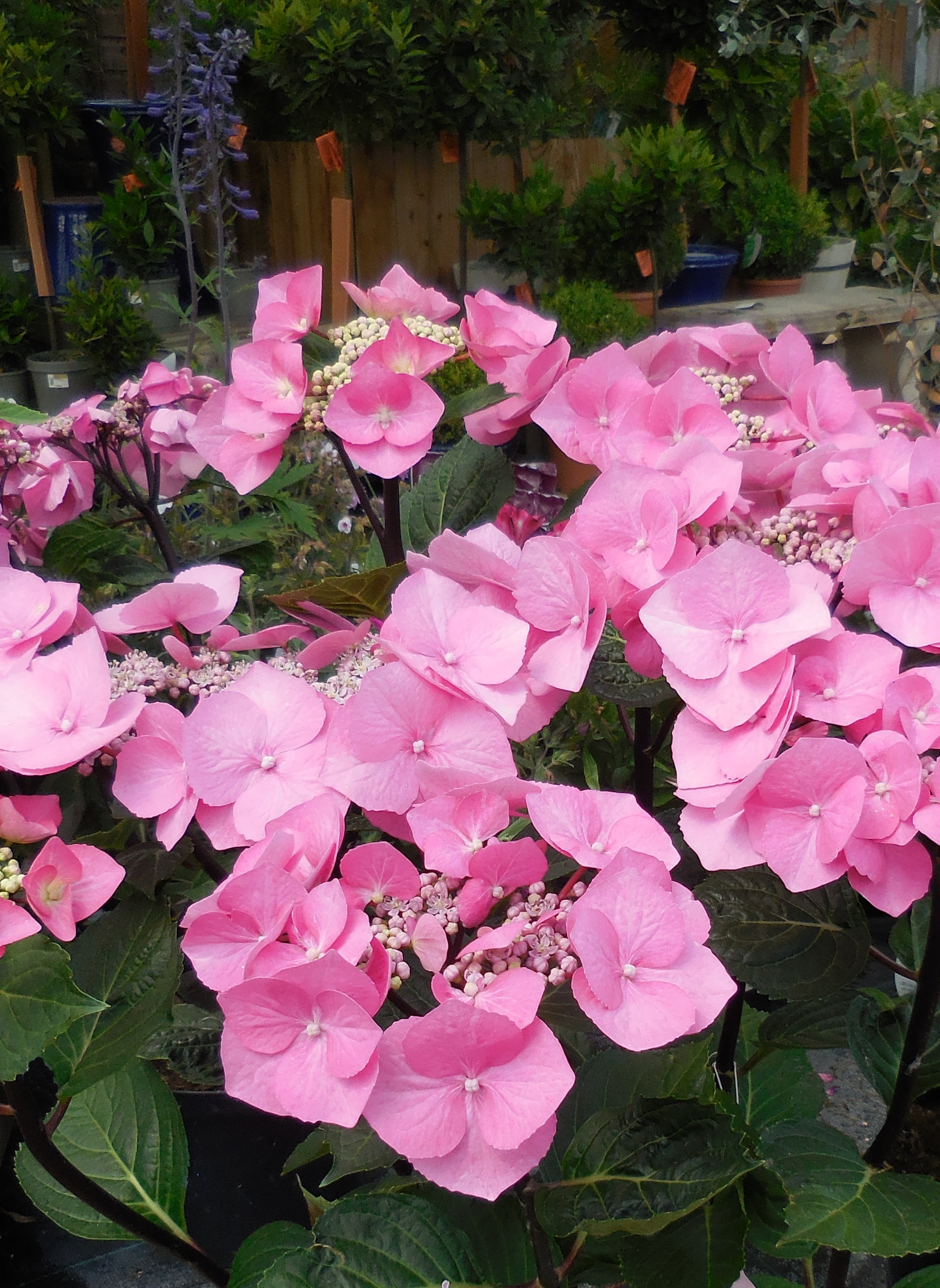 Zorro Lacecap Hydrangea, Hydrangea macrophylla 'Zorro' PP #18,255