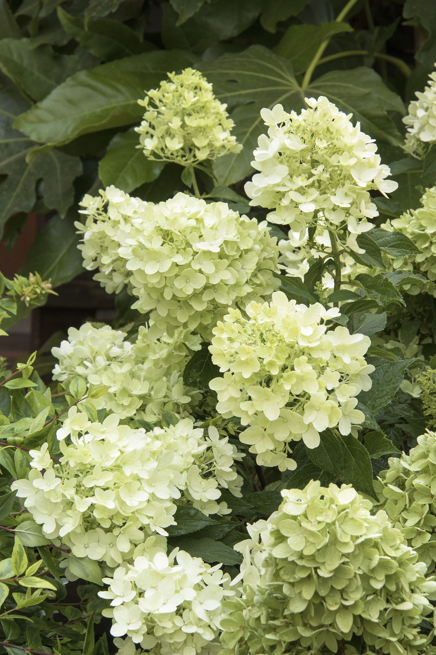 Candy Apple™ Hydrangea, Hydrangea paniculata 'SMHPMWMH' PP #28,758